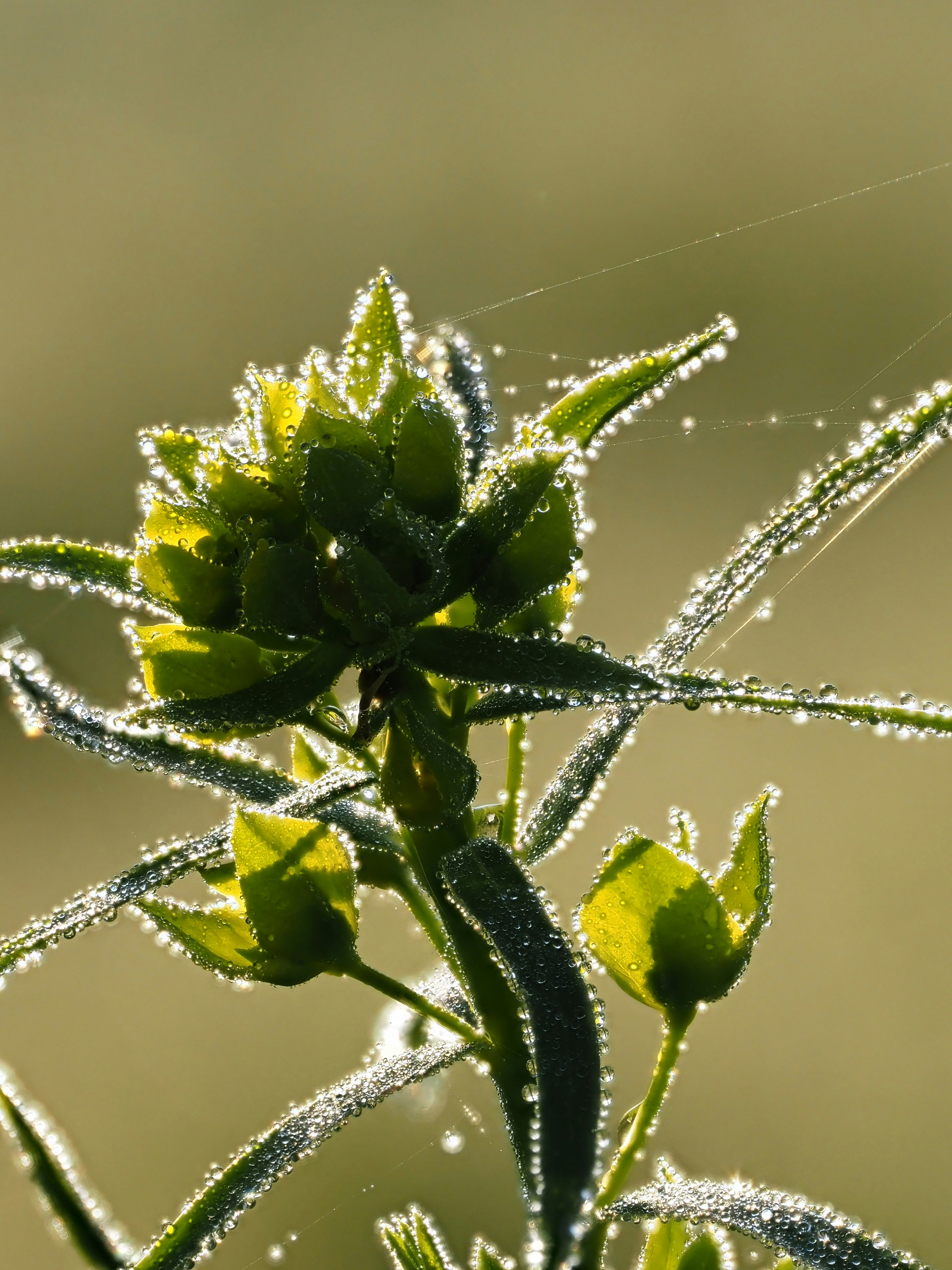 Dew-kissed Buds: Morning Light on a Spiderwebbed Sprout