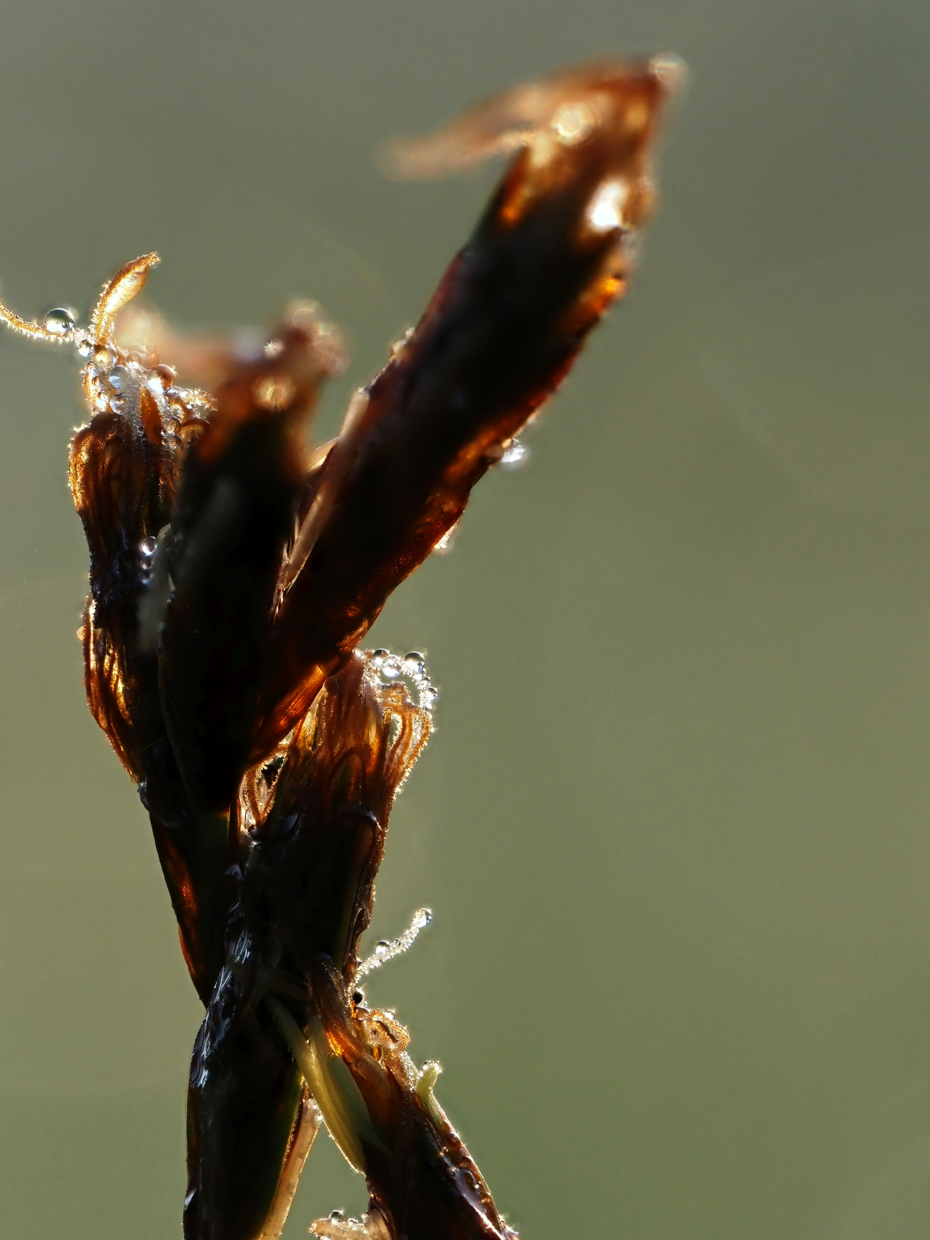 Withered Grass Stem in Soft Backlight
