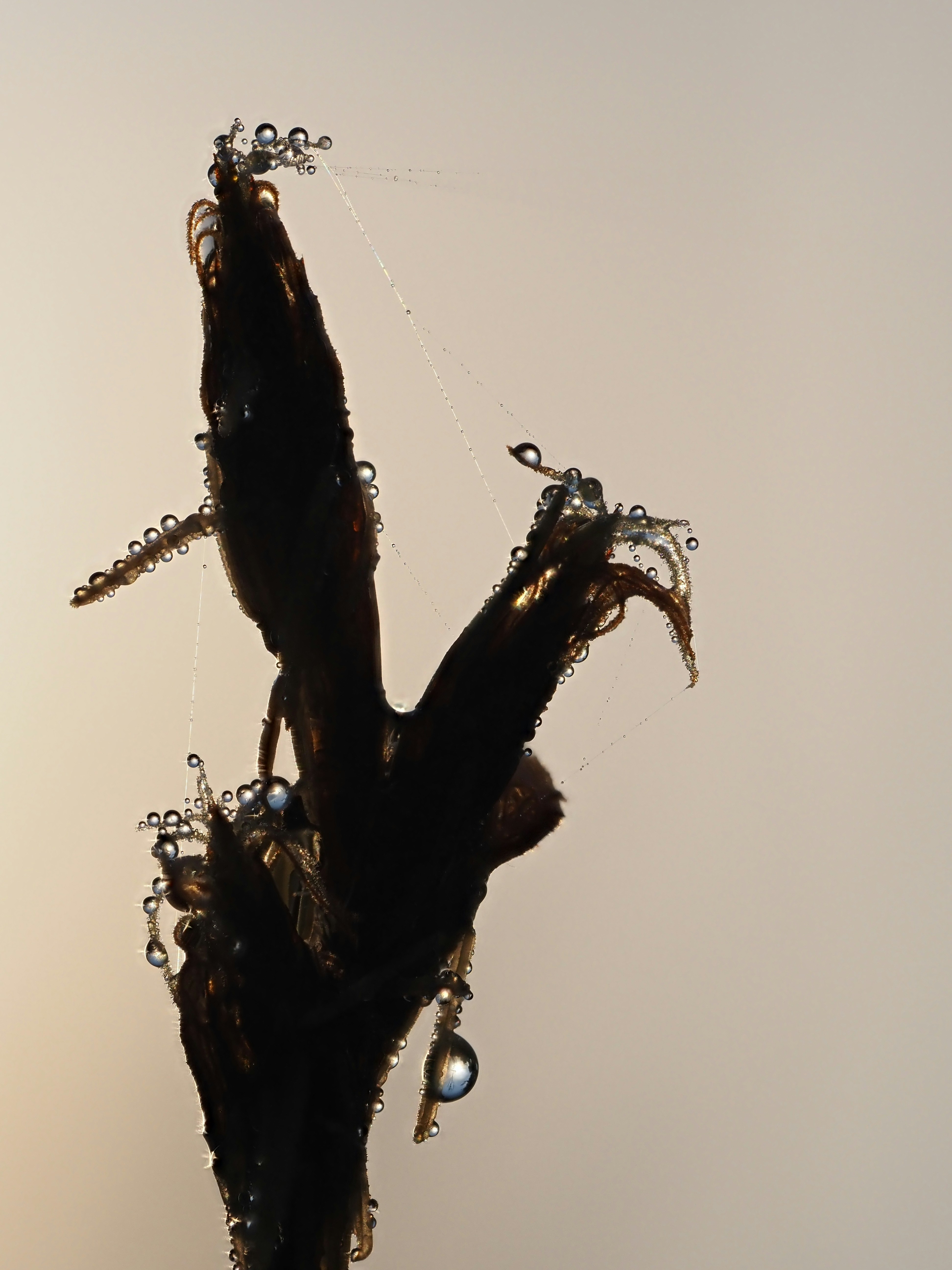 Dew-Kissed Reed Against Asoft Backlight