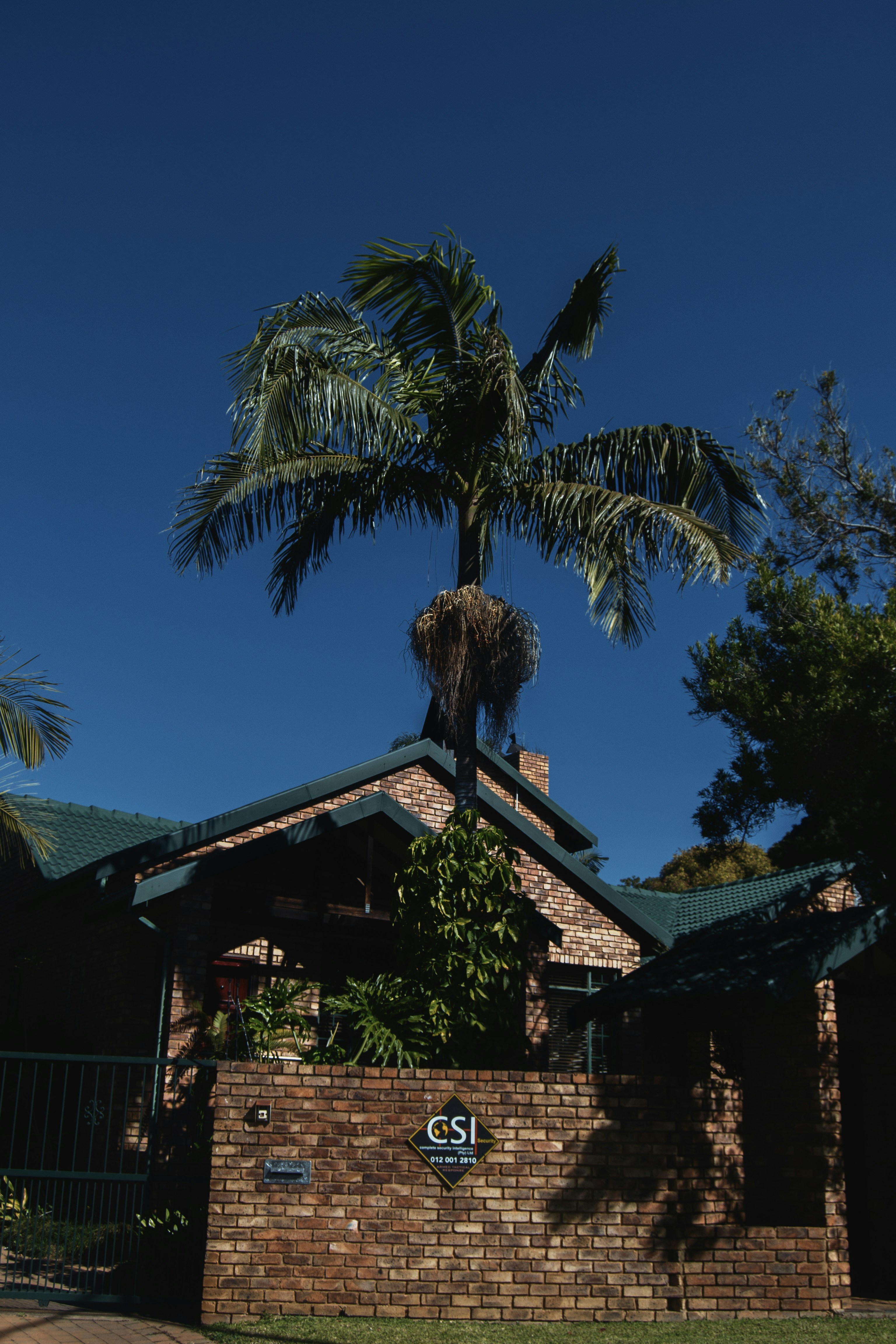 Palm Crown over Brick Home under a Clear Sky