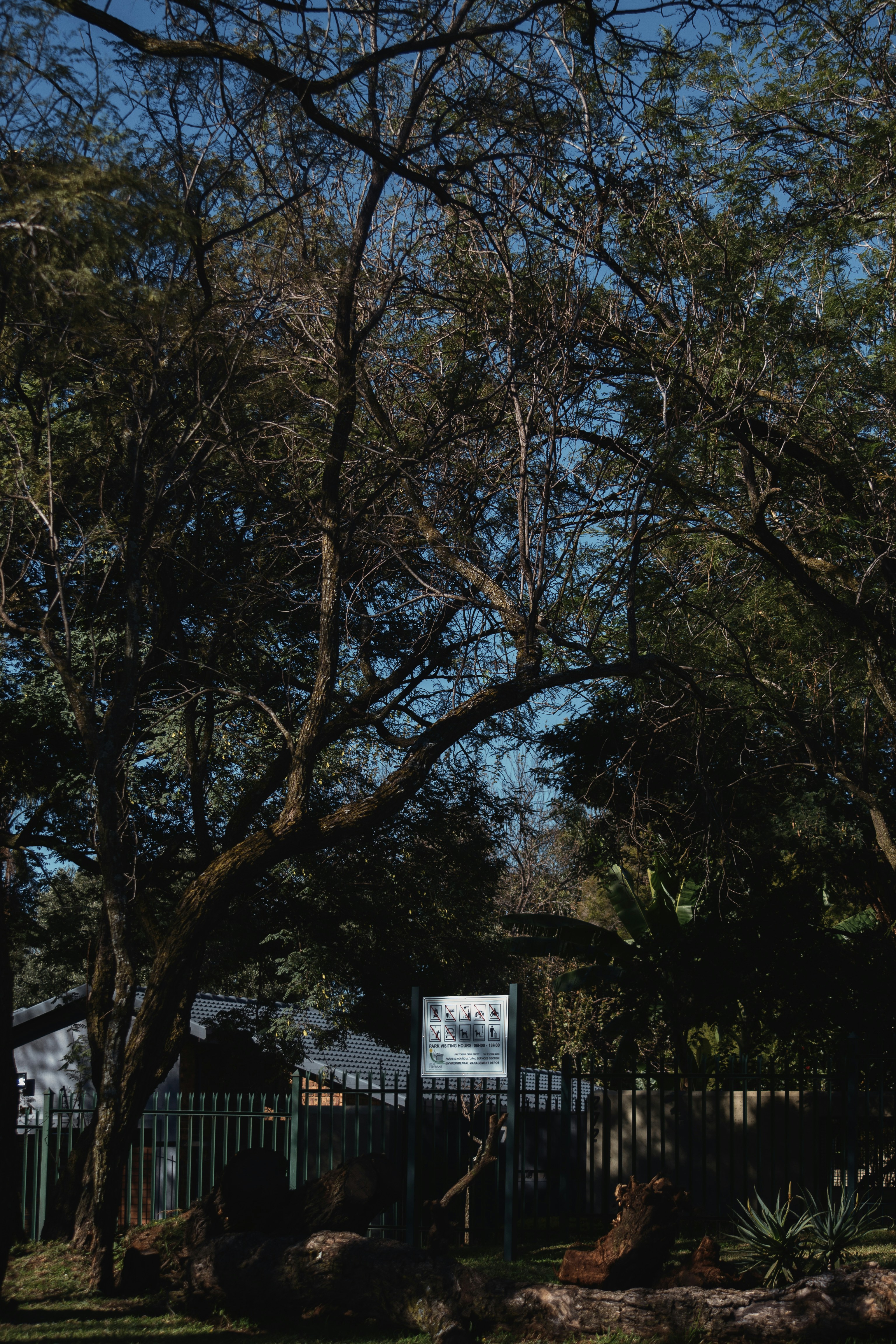Sunlit canopy over a quiet garden with a signboard