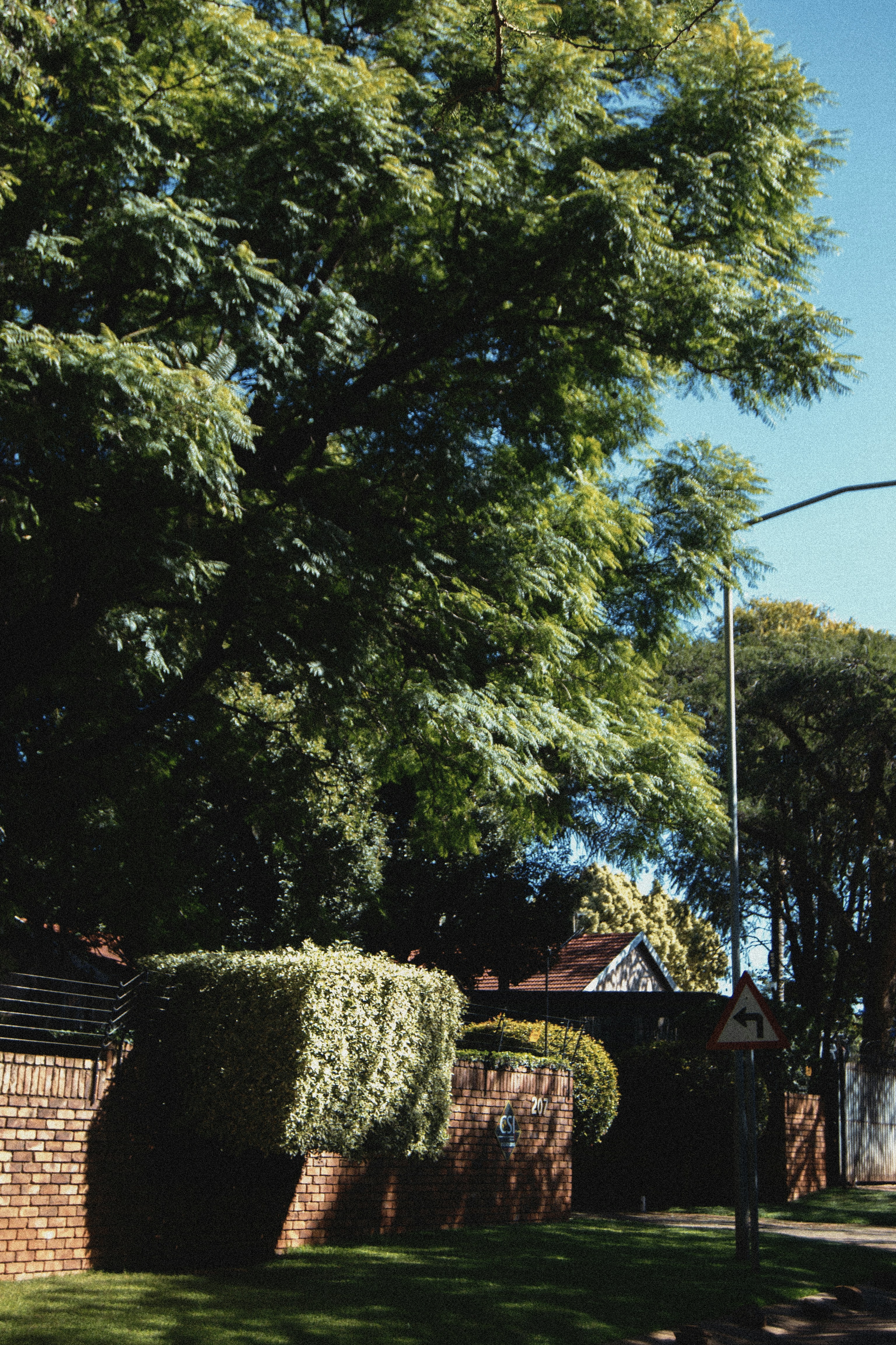 Brick Wall, Lush Foliage, and Quiet Street: A Suburban Moment