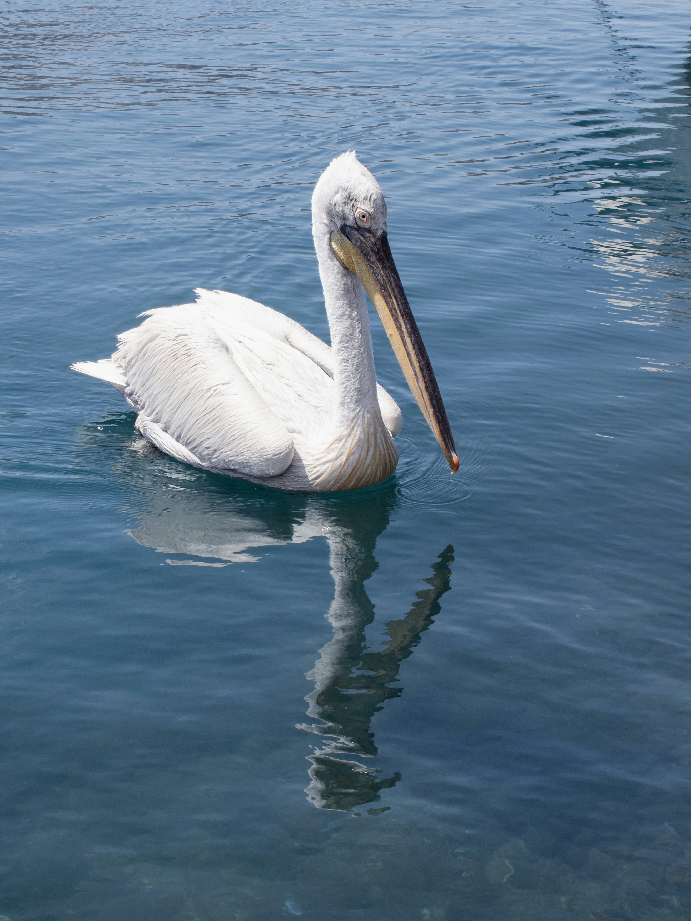 White Pelican in Calm Blue Lake