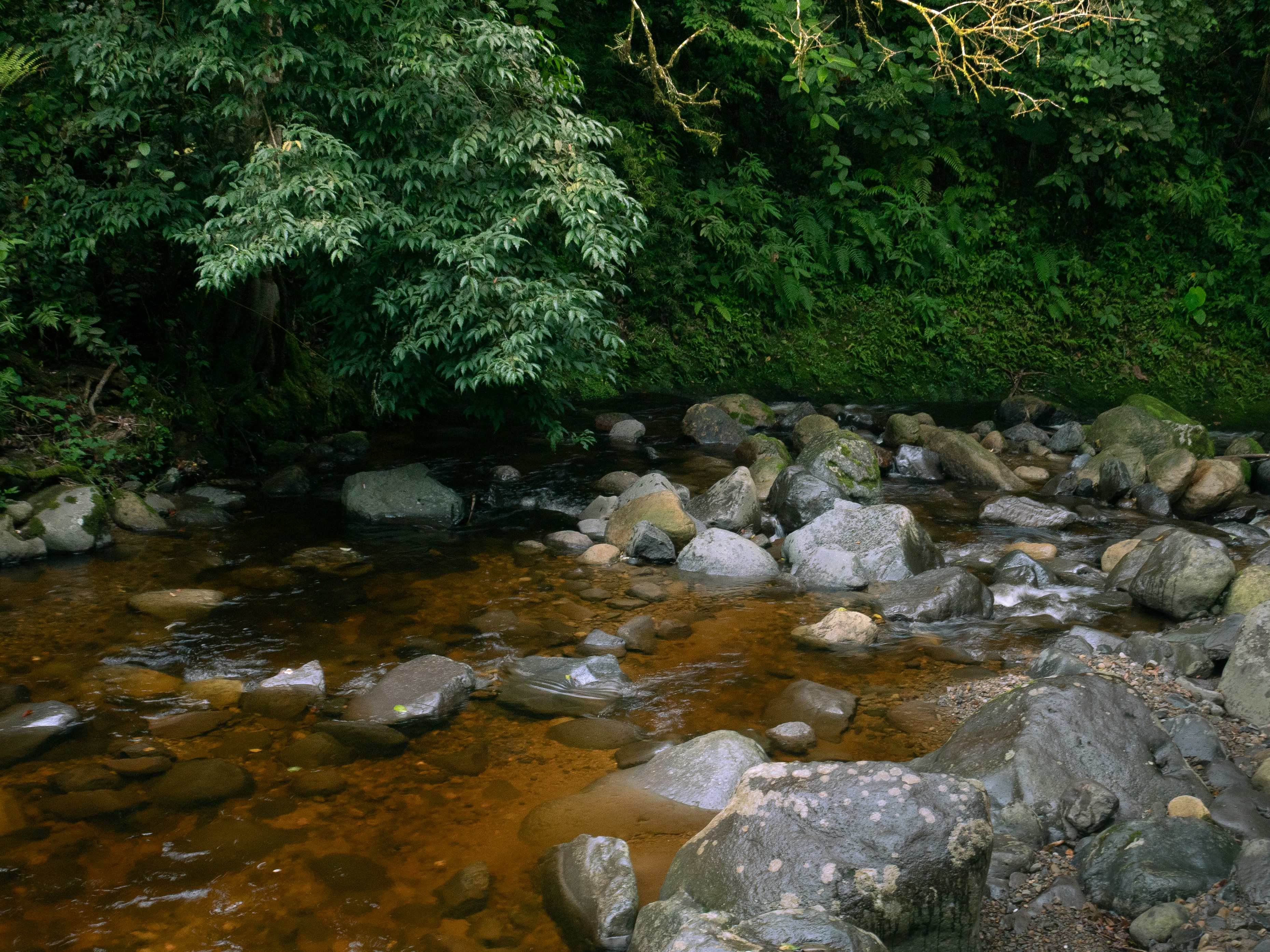 Riverbed Mosaic: Amber Shallows among Weathered Stones