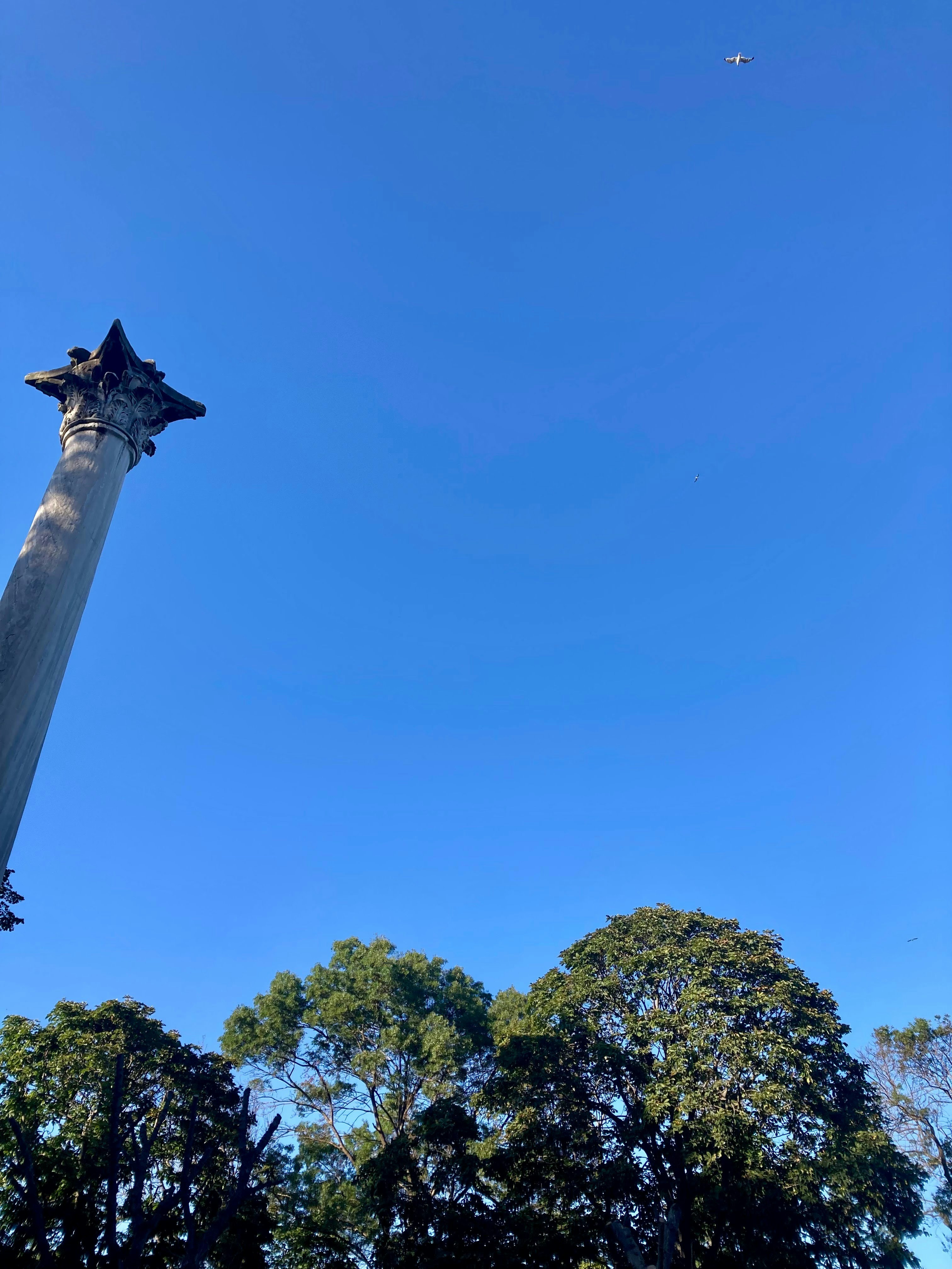 Triumph of the Column: Sky, Trees, and a Faraway Flight