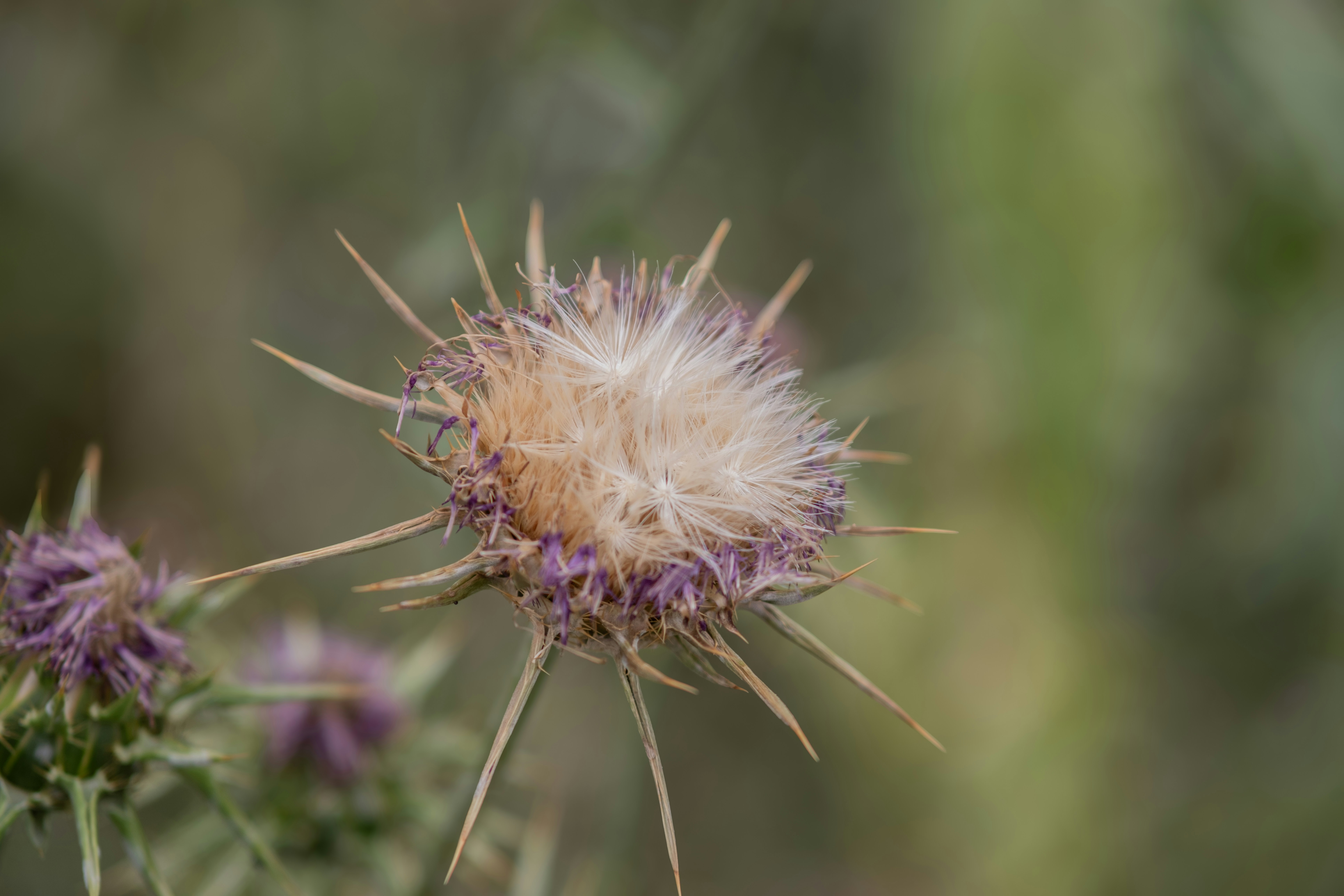 Blooming Seedhead in Soft Focus Field