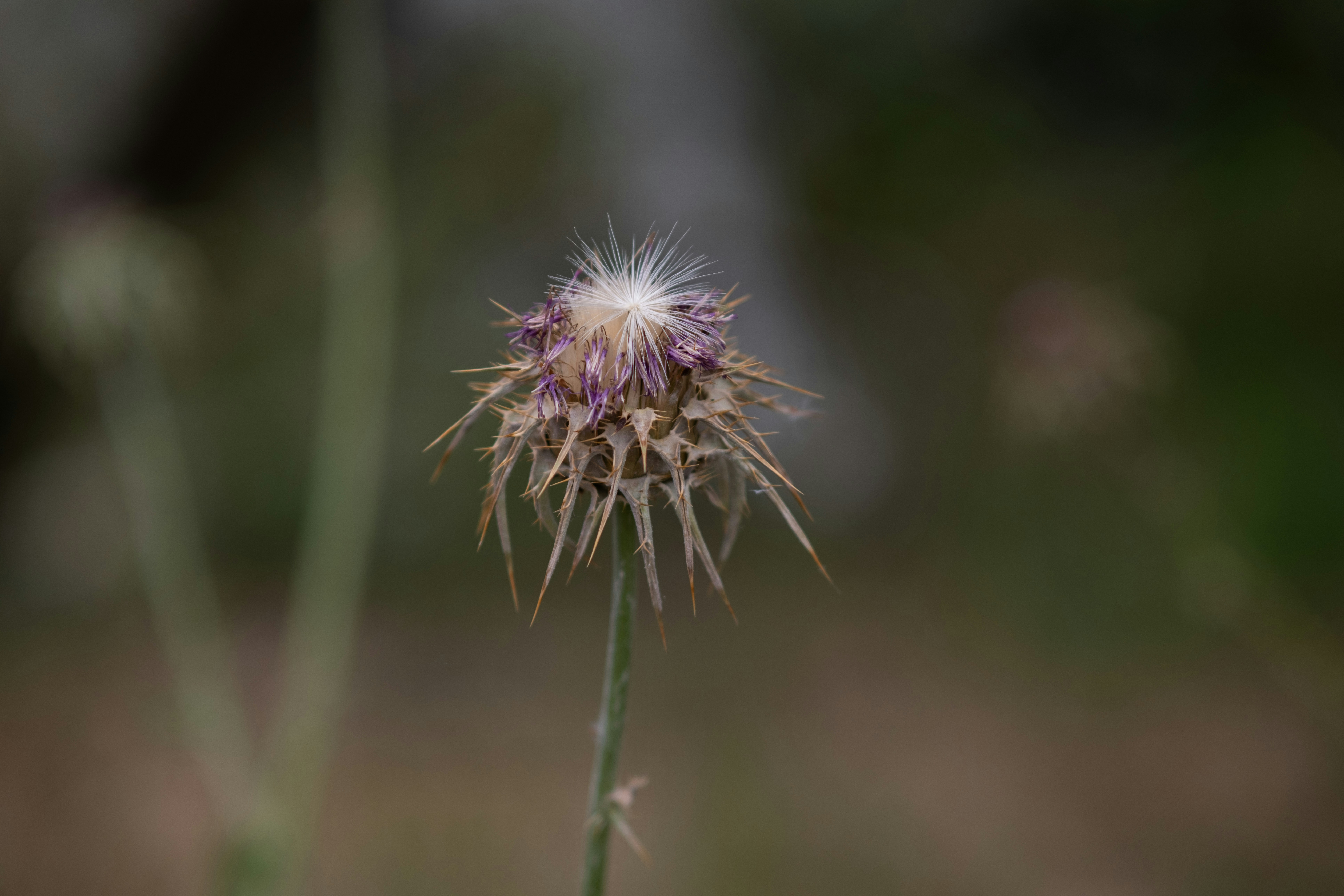Withered crown of a thistle: a lone bloom against the muted meadow