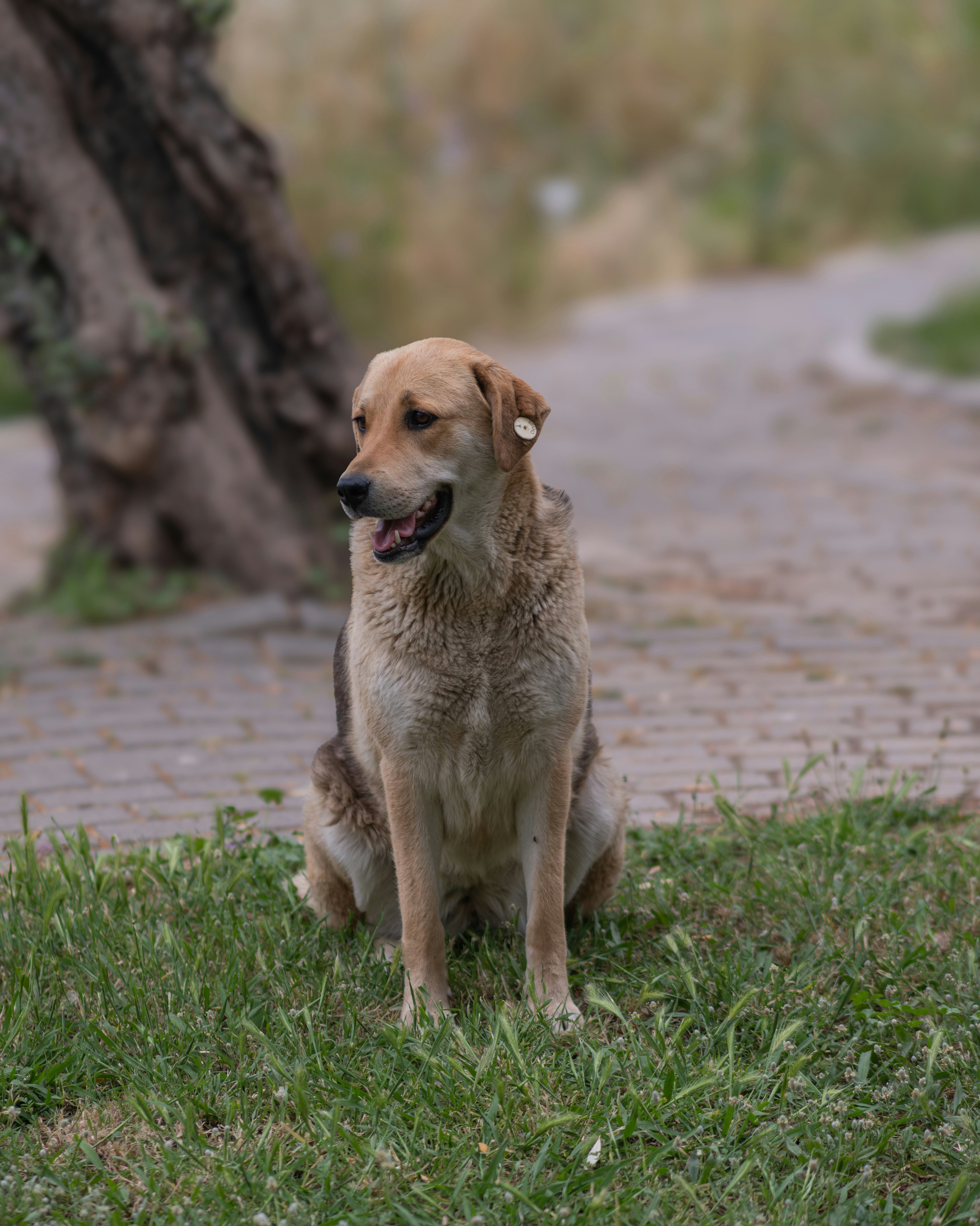 Golden-hour Wanderer: A Calm Dog Pauses on a Cobblestone Path