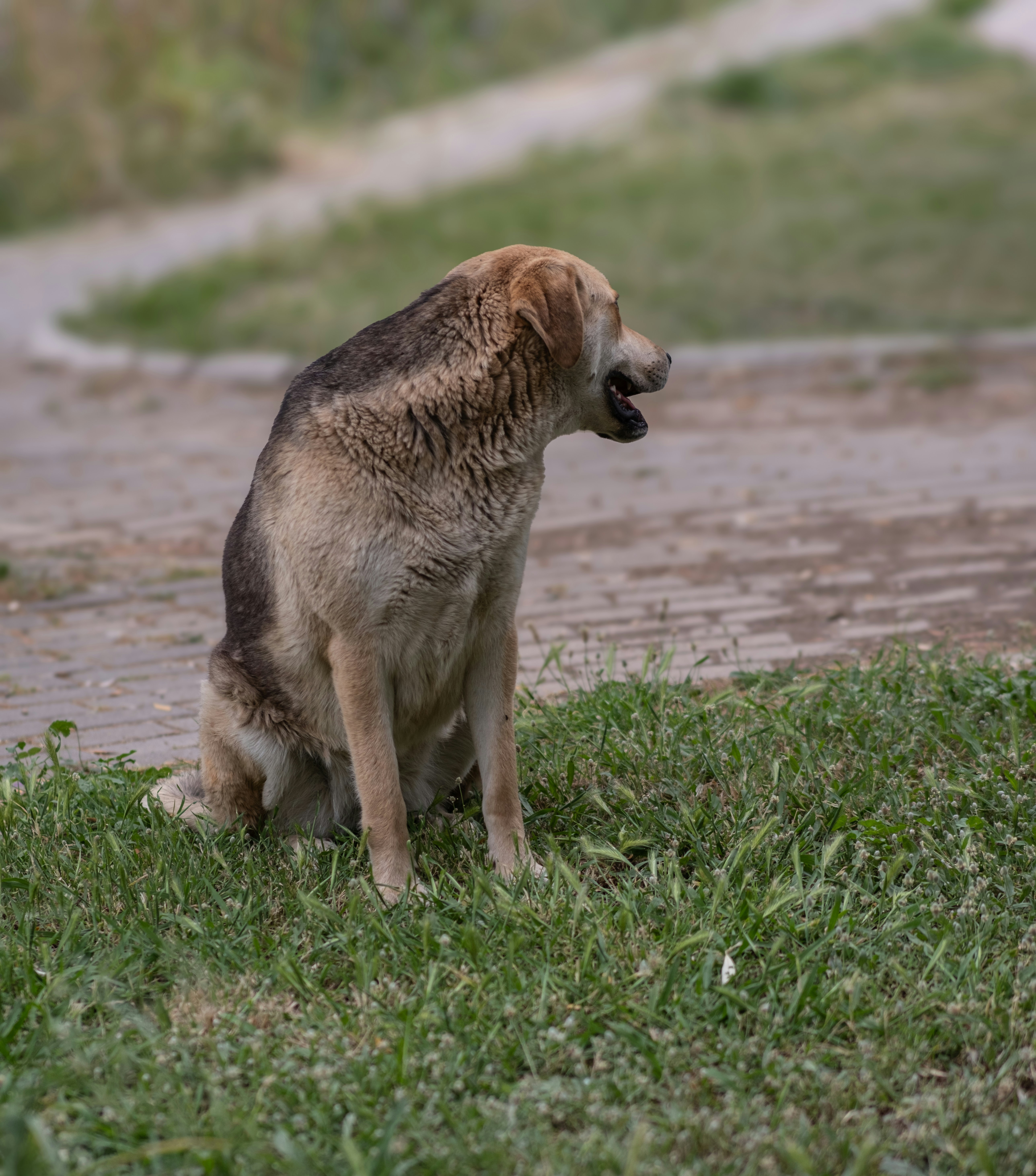 Lone stray dog sits contemplatively on a sunlit path