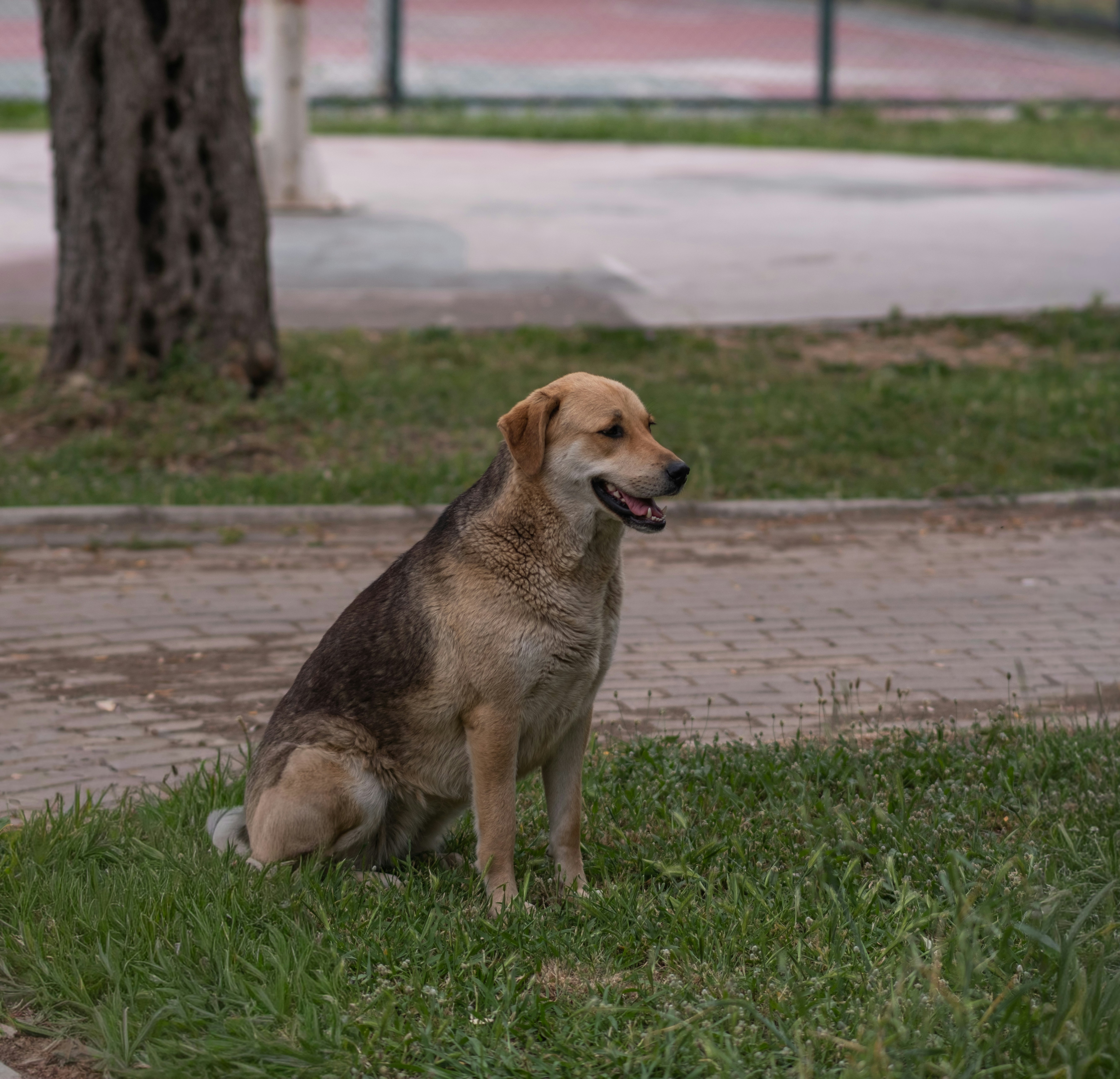 Loyal Sentinel: A Beagle-Color Labrador Mix Resting by the Park Path