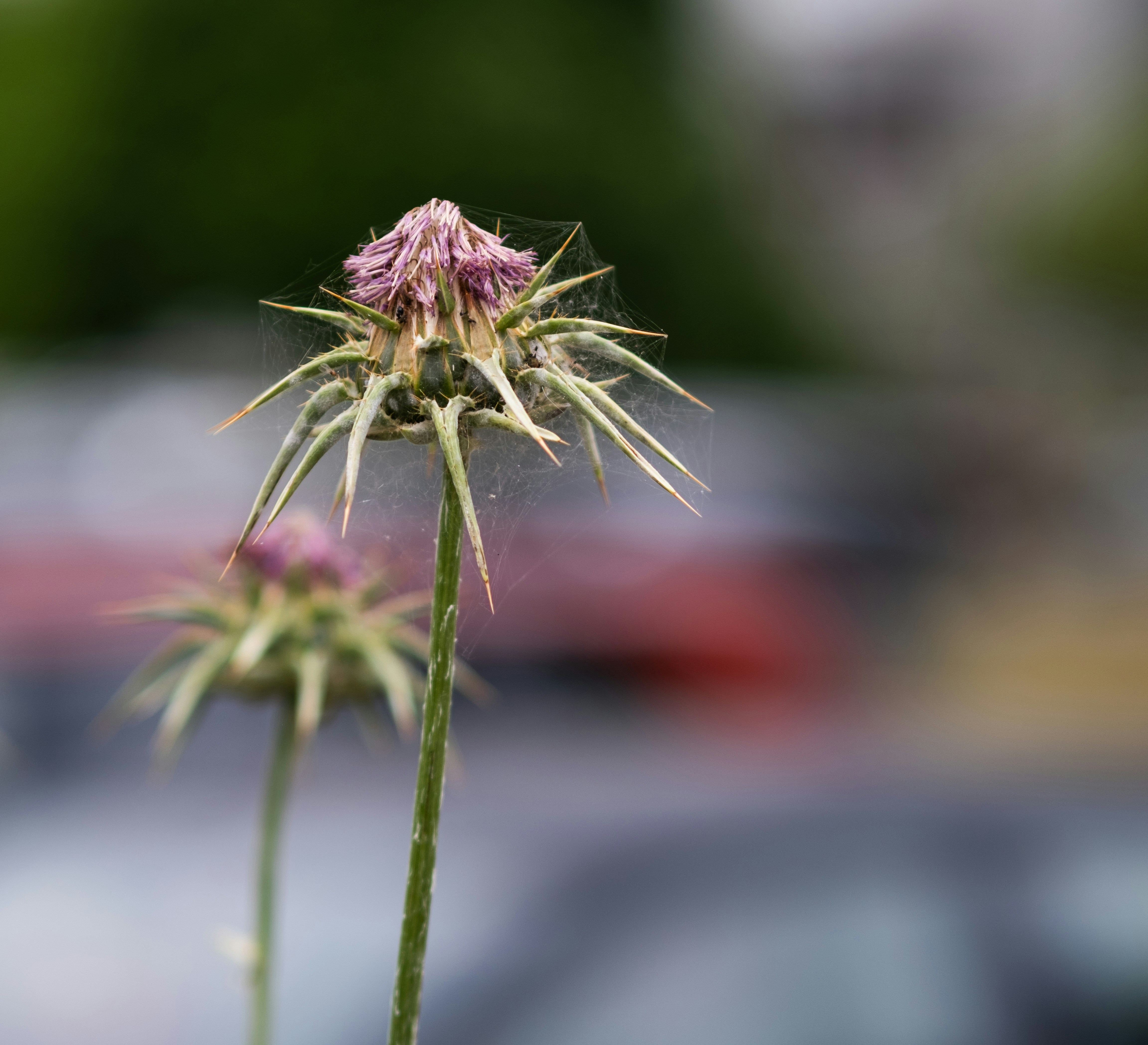 Bud of Purple Thorn: A Close-Up of Resilience
