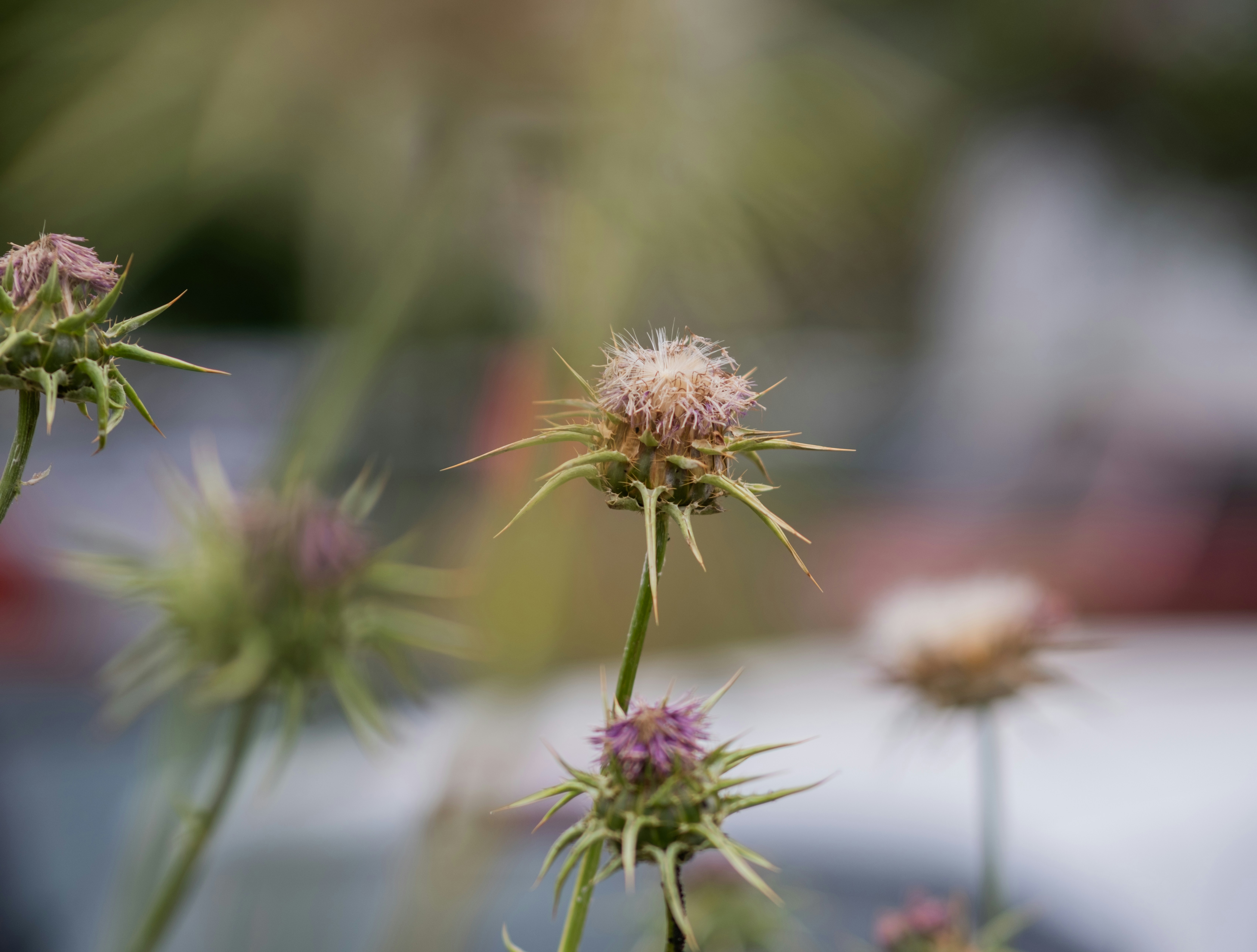 Center of Bloom: A Soft-Focus Meadow of Thistles in Afternoon Blur