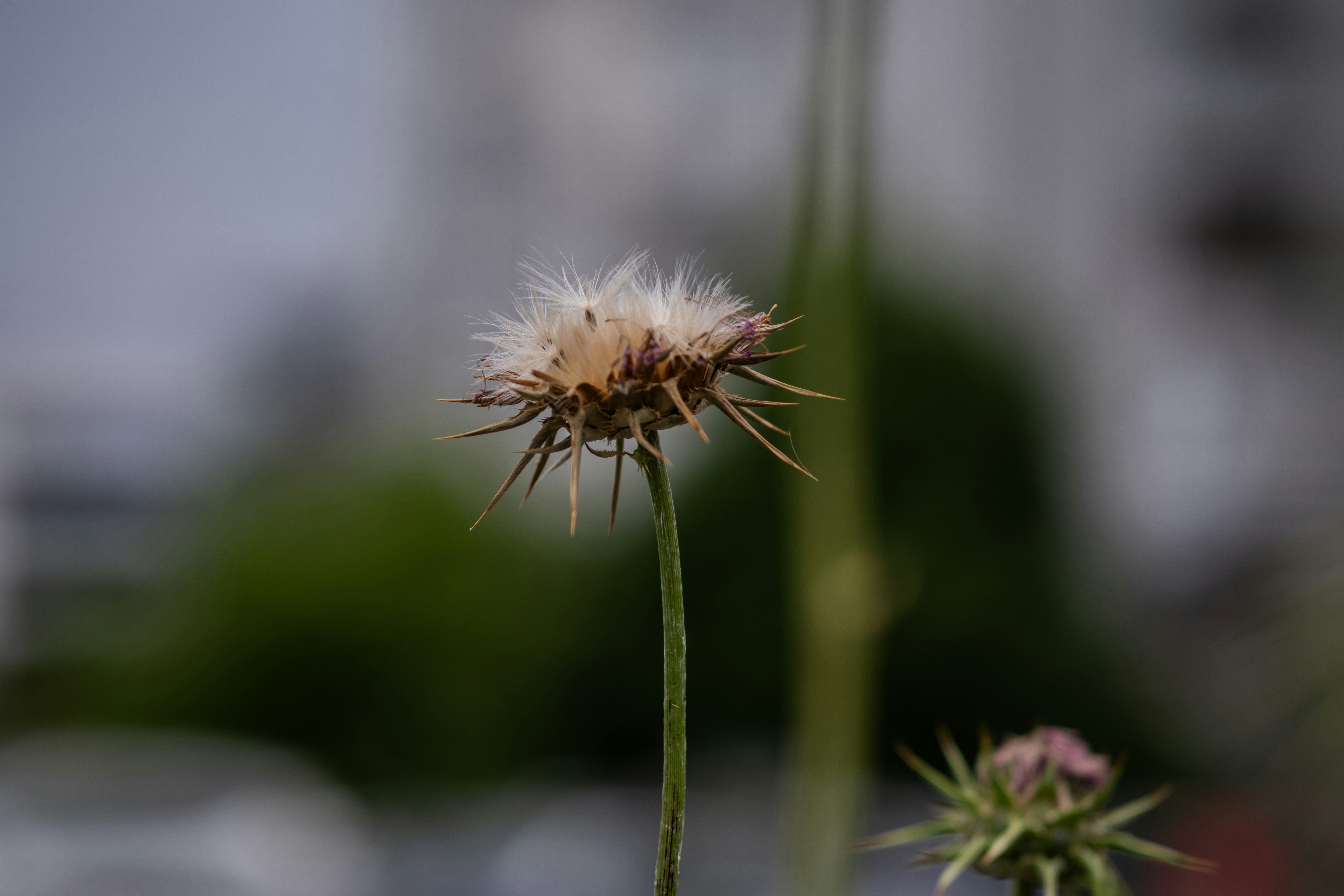 Withered Dandelion Crown in Focused Isolation