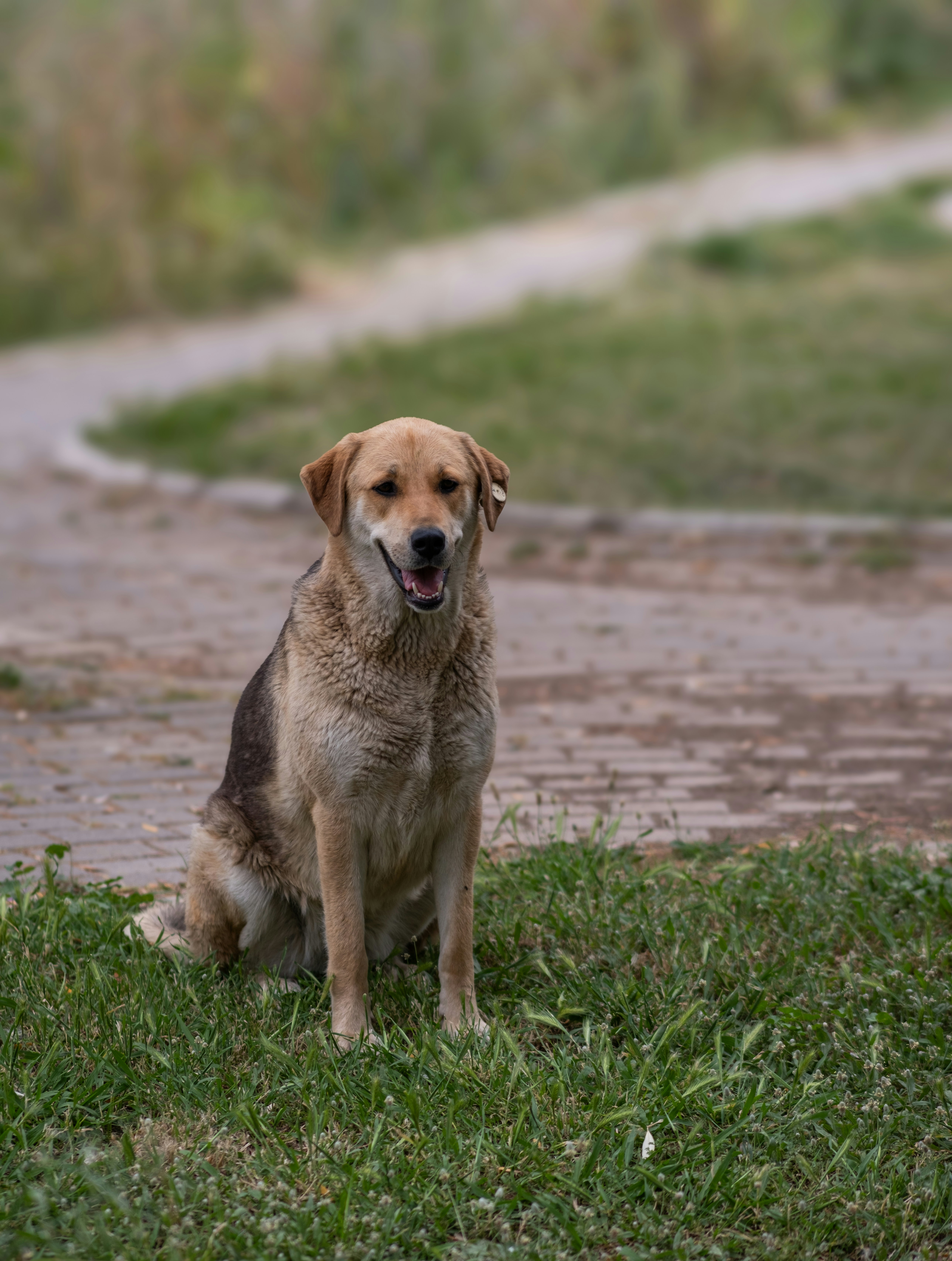 Lawn-Side Canine Smile