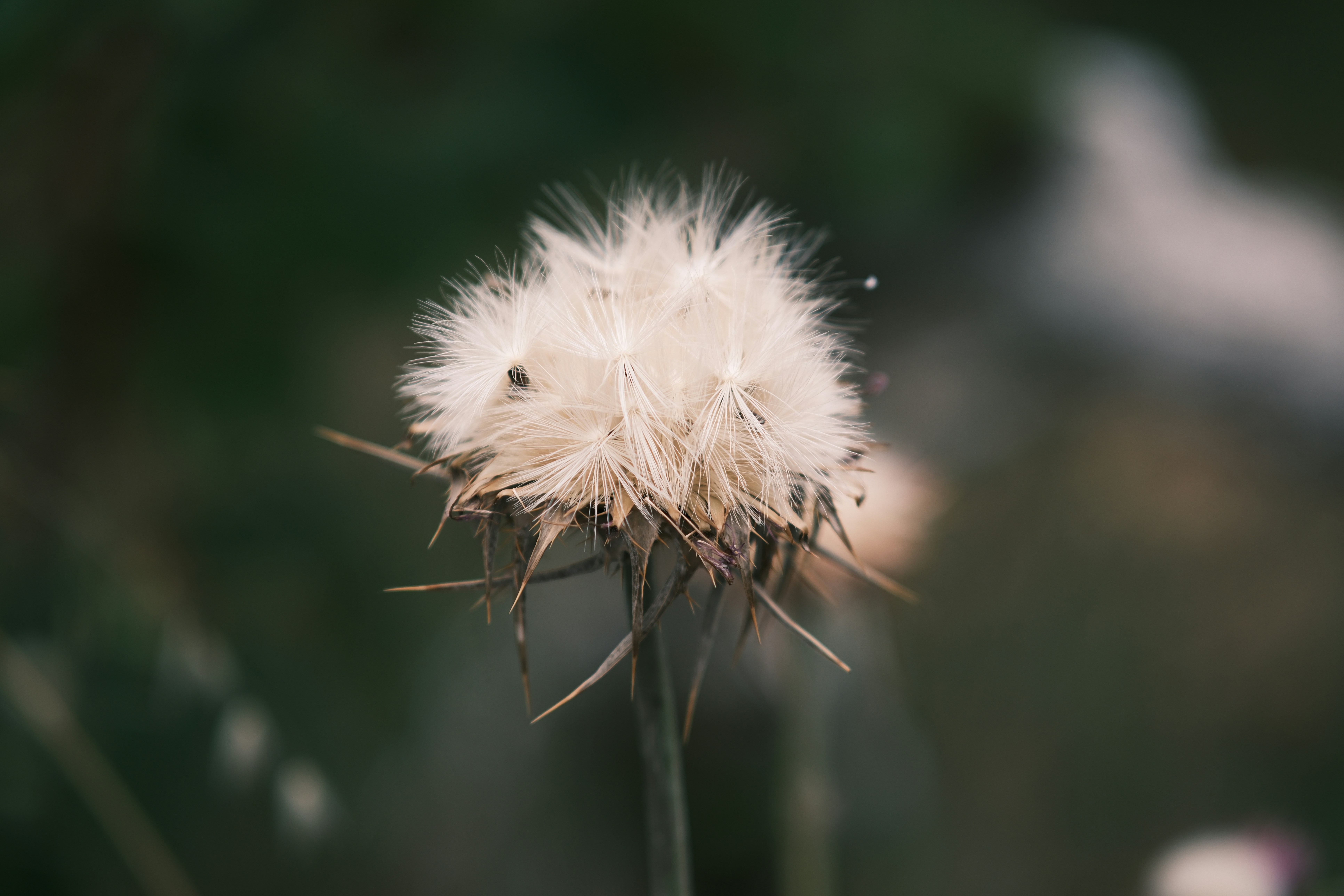Whispering Seedhead in Soft Evening Light