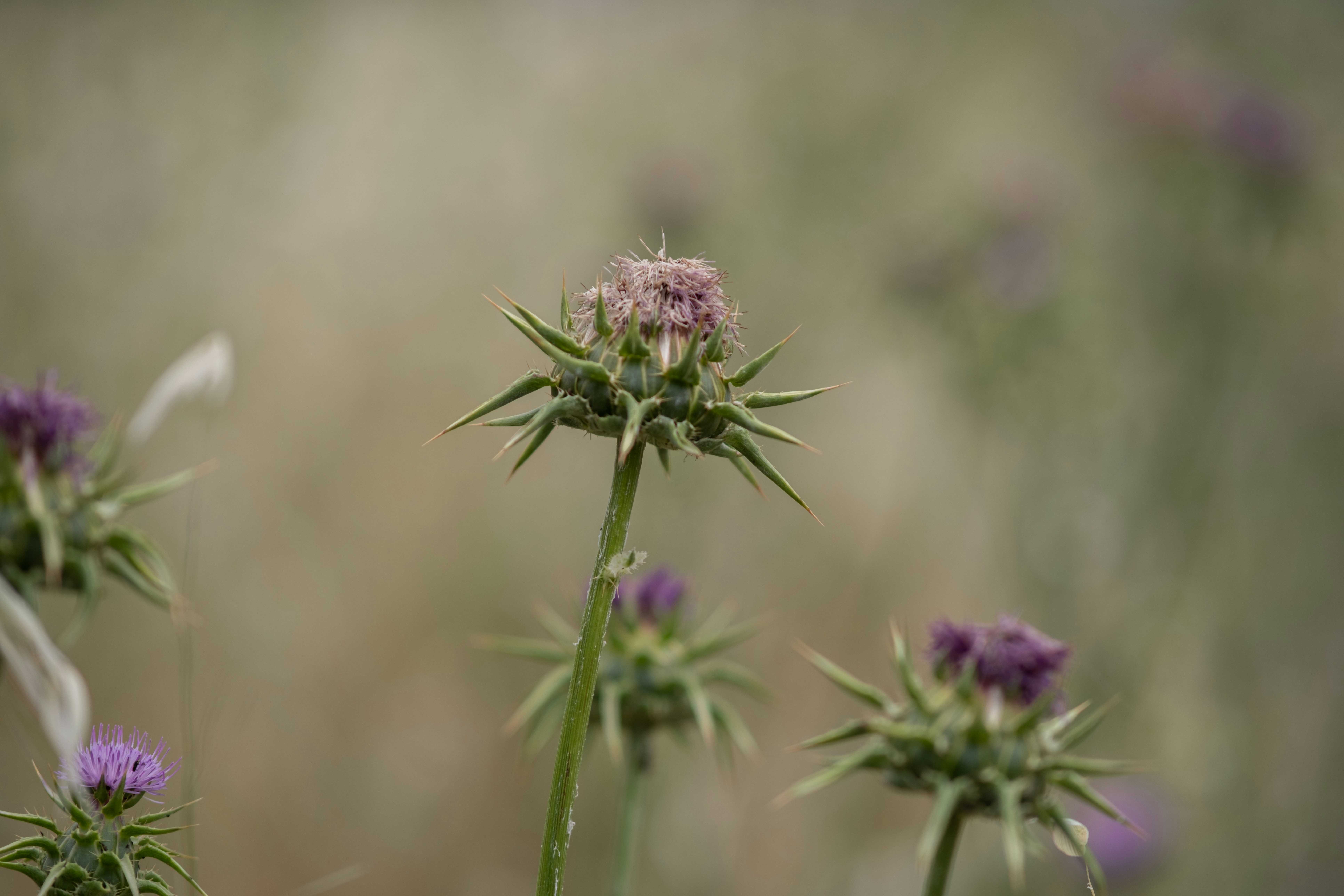 Blossom Sentinel: A Thorny Crown in Soft Focus