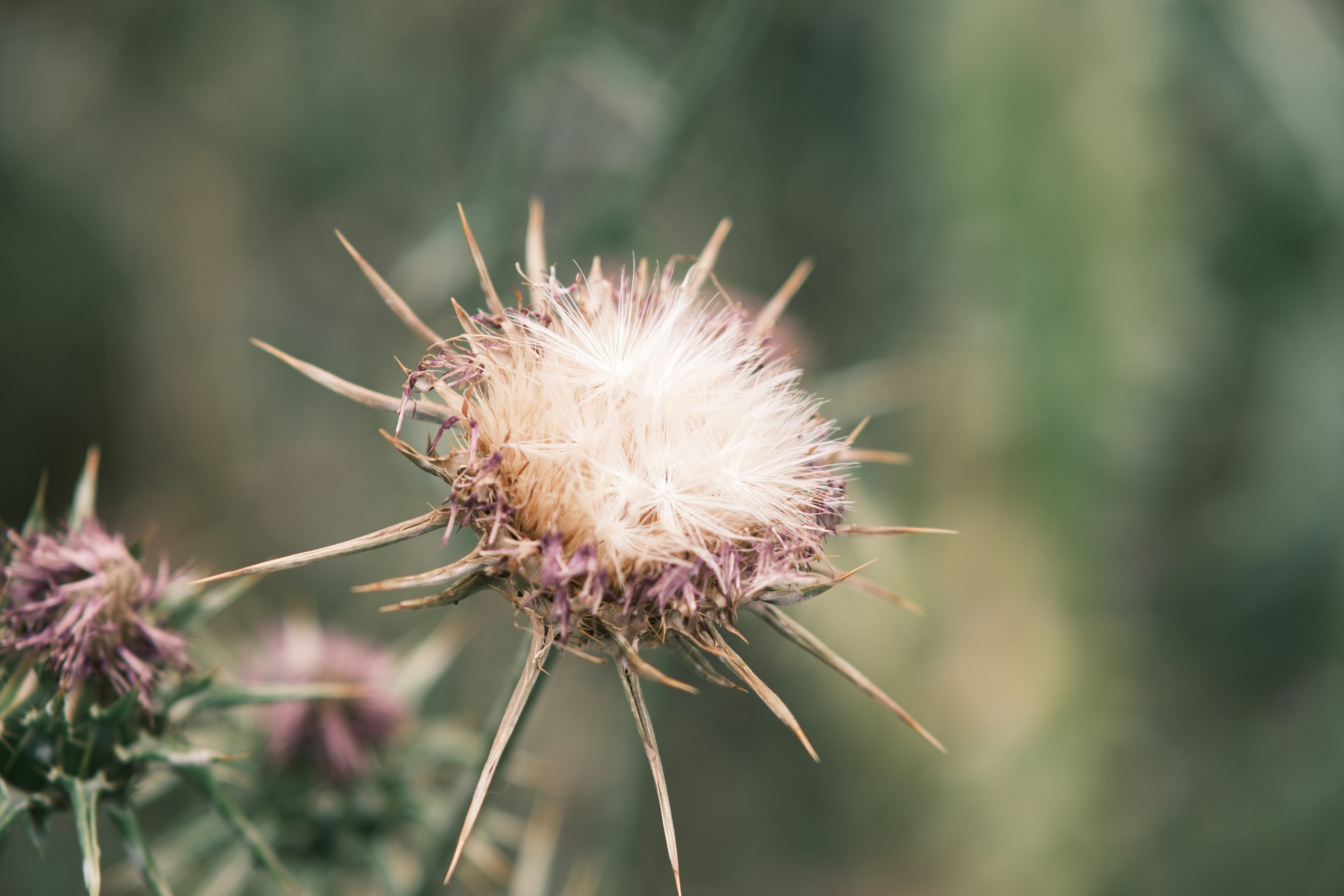 Whispering Seed Head: A Dandelion Firework in Soft Focus