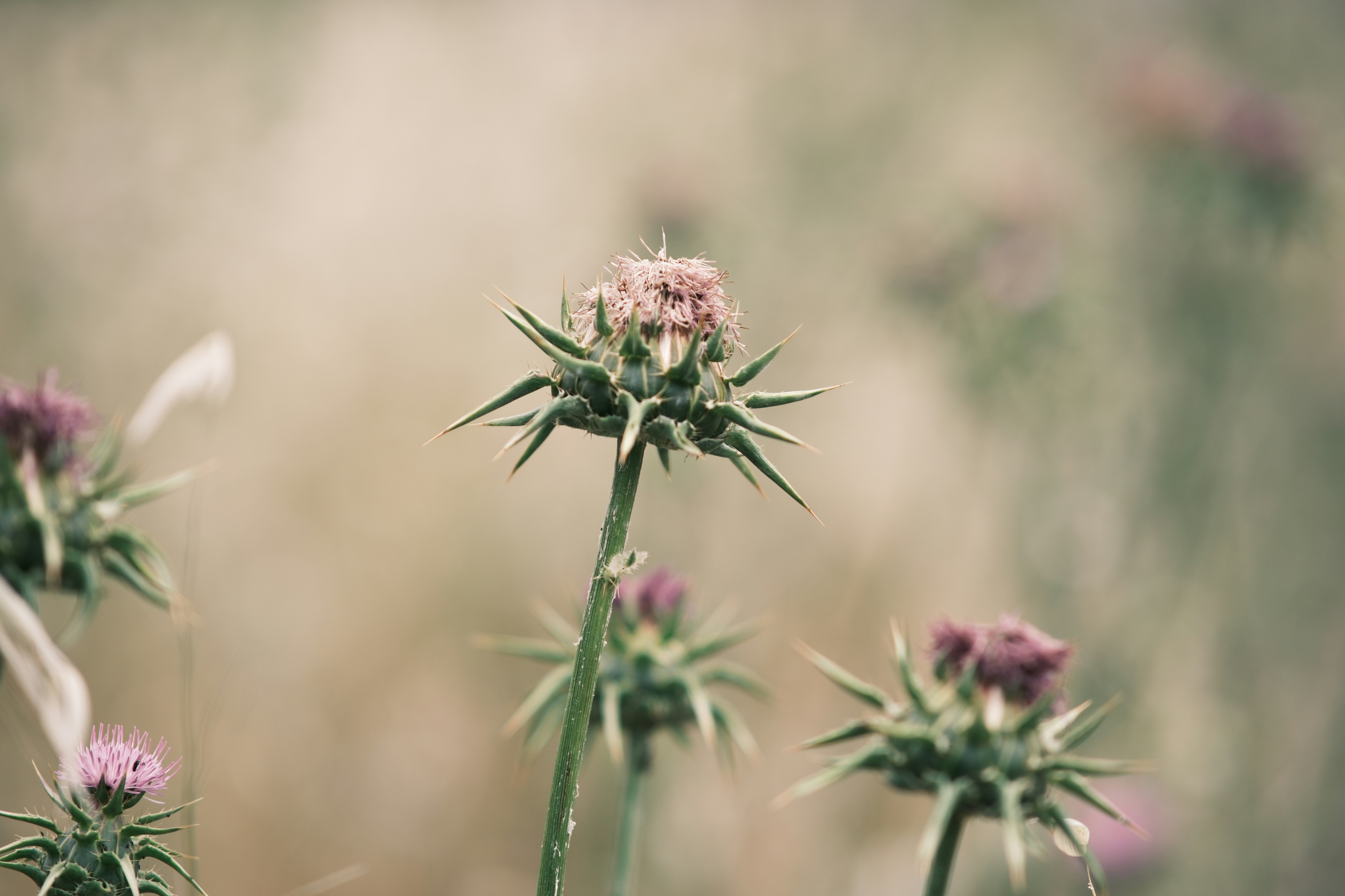 Central Bloom: A Soft-focus Meadow Tag in a Quiet Field
