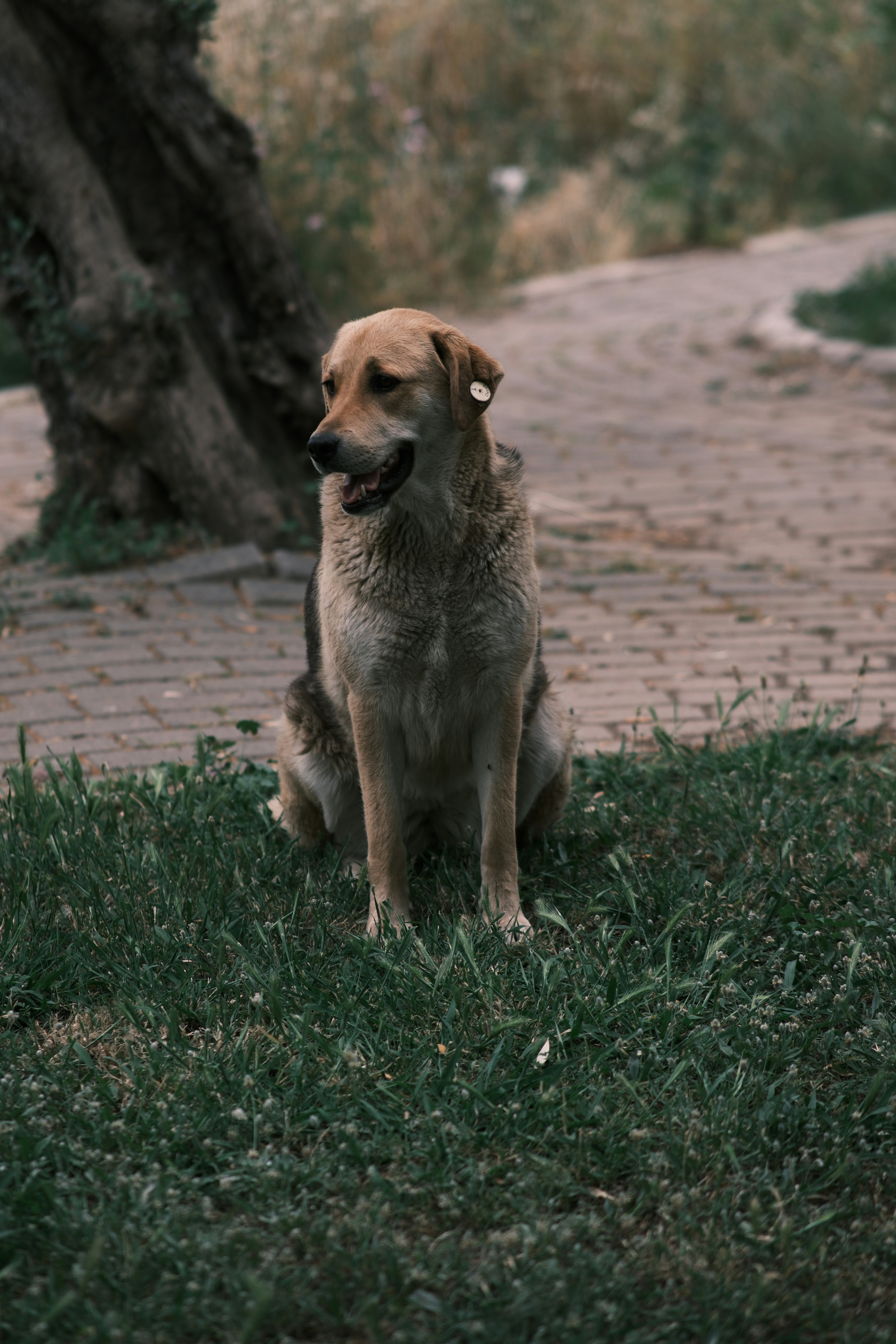 Sentry on the Stone Path: A Friendly Dog Pauses Amid the Evening Walk