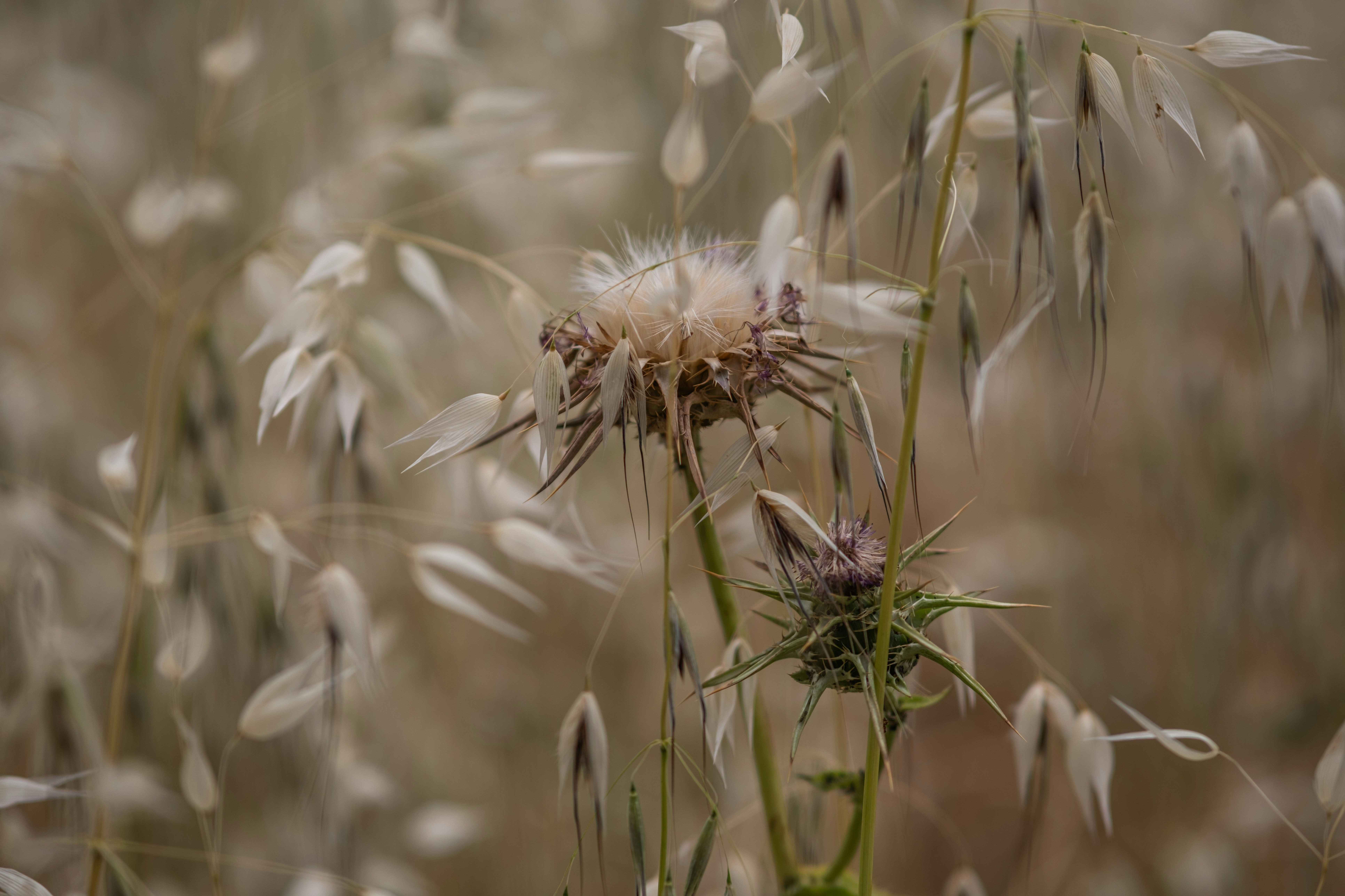 Whispering Seed Head Amid Frenzied Grasses