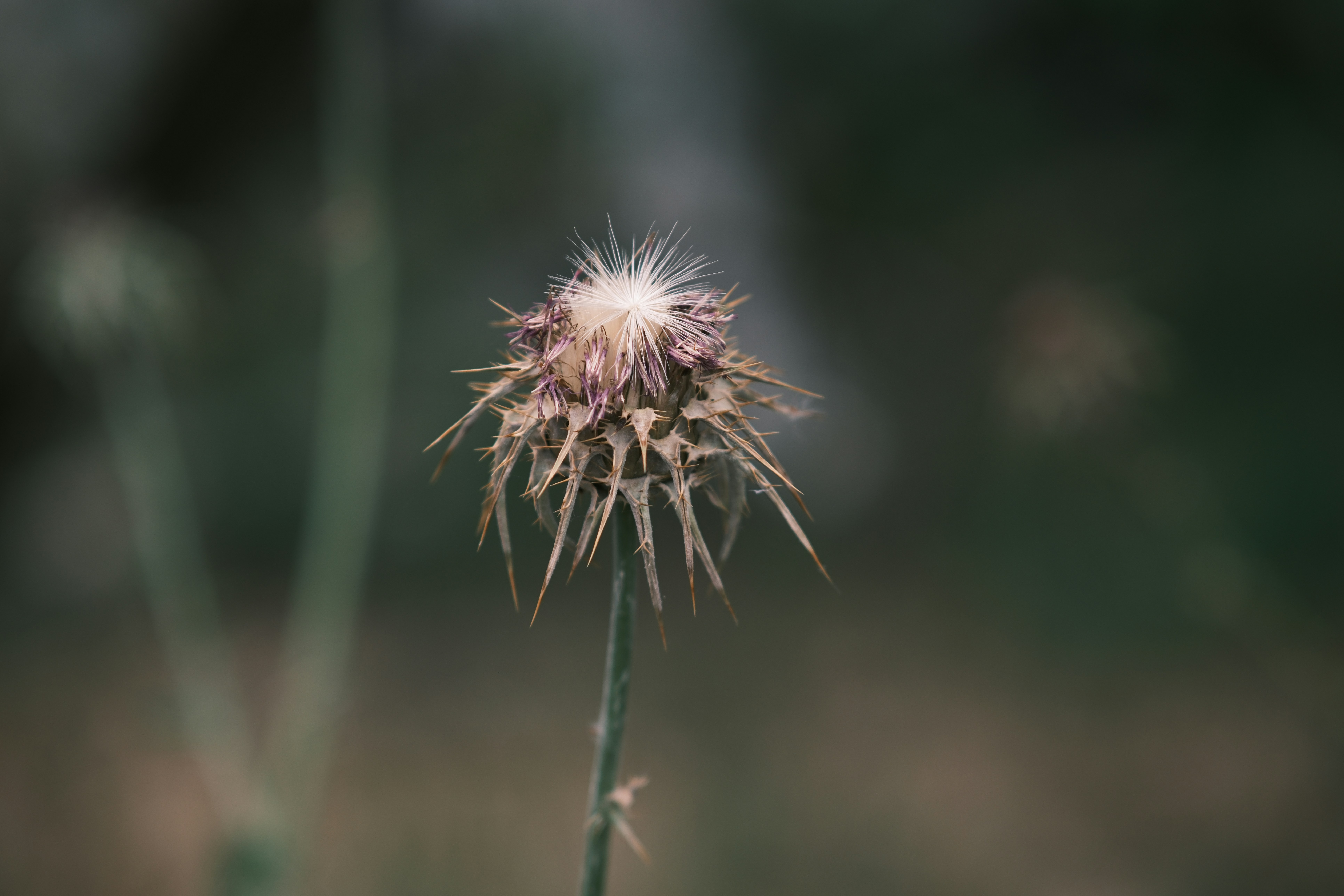 Desiccated Firework: A solitary seed-head poised against blur