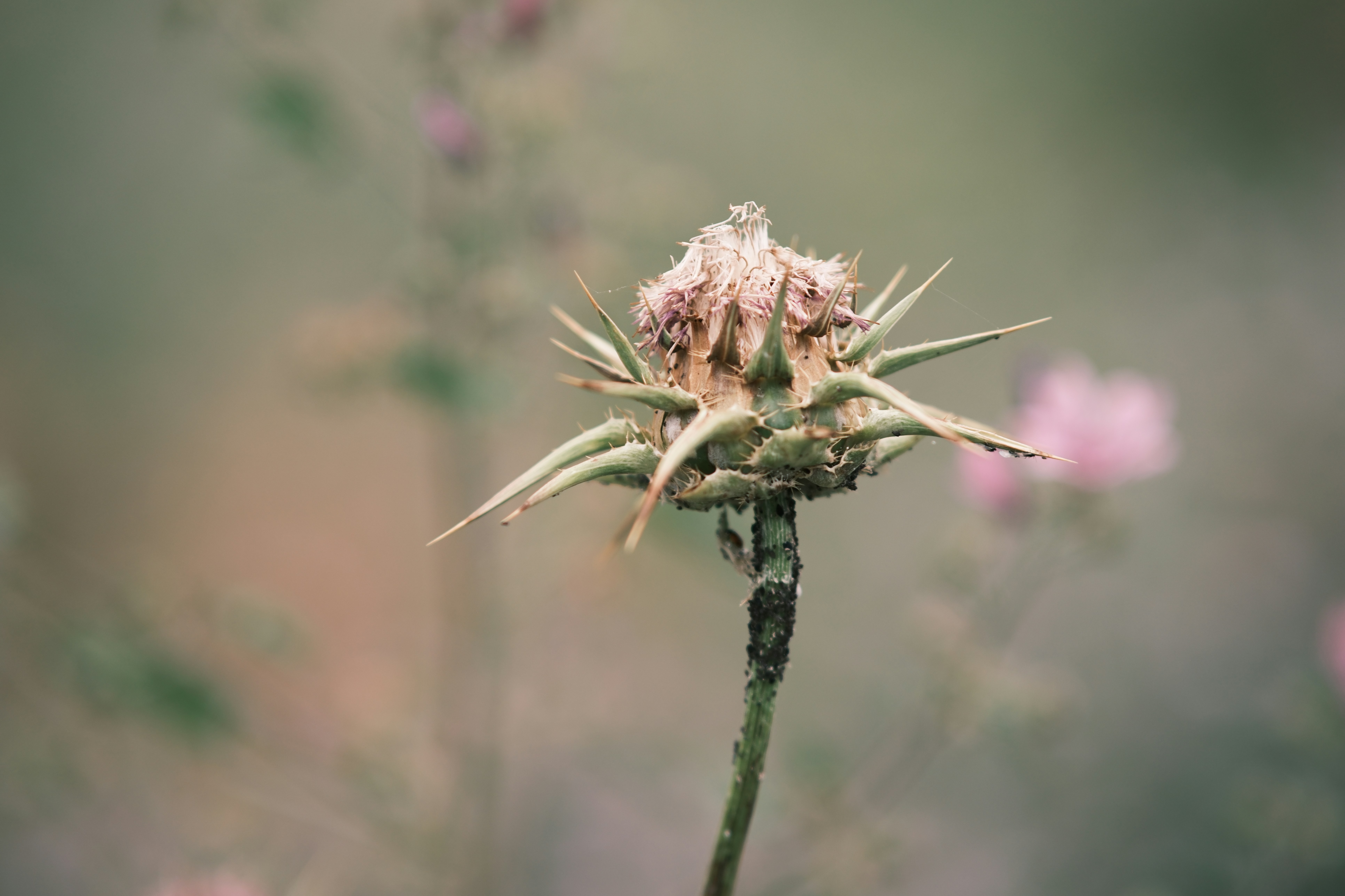 Thorn Crown in Focus: A solitary bloom Against a Deserted Meadow
