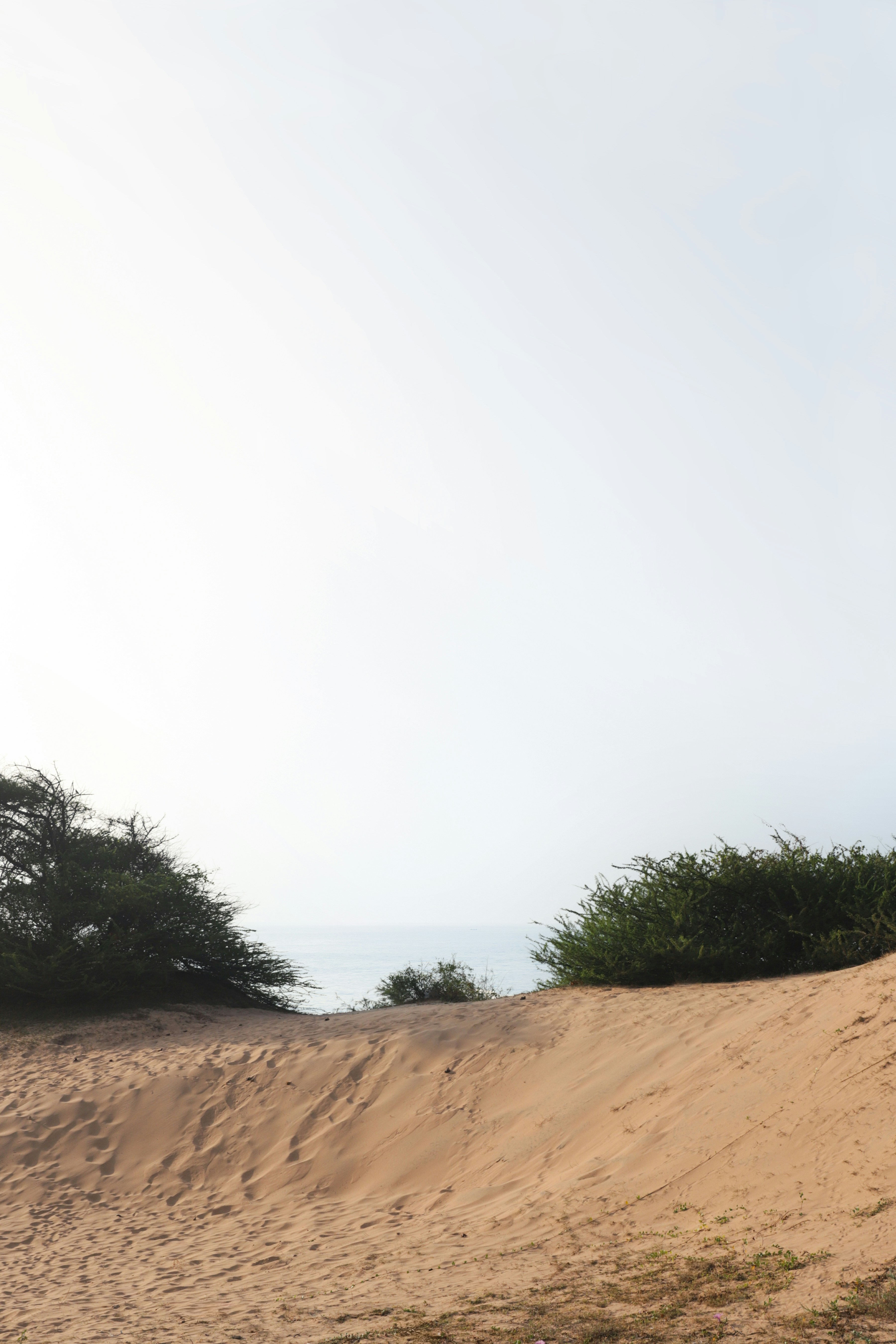 Dune Edge: Quiet Horizon by Coastal Scrub
