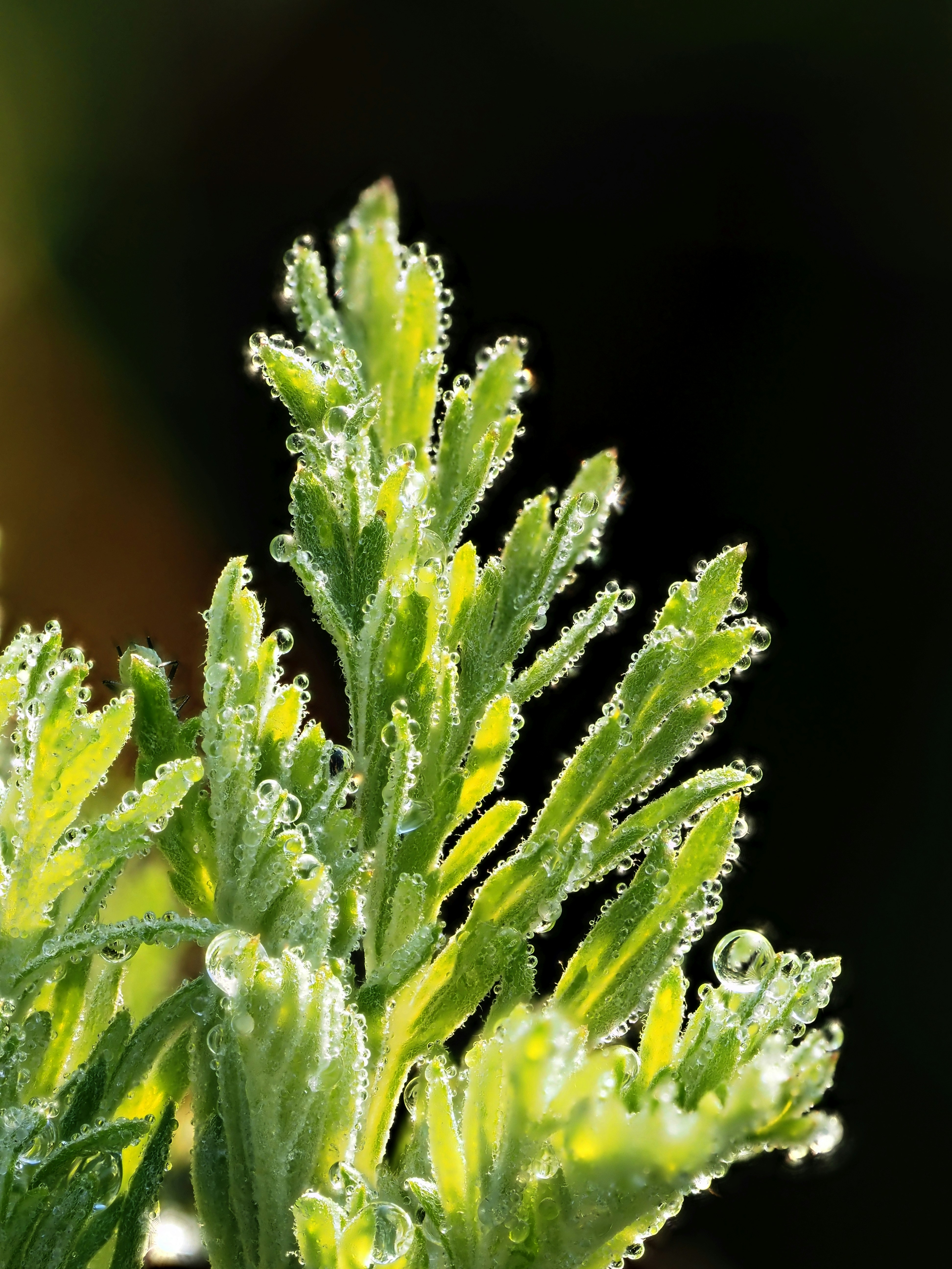 Dew-Kissed Sprig: Morning Light on Needle-Like Leaves