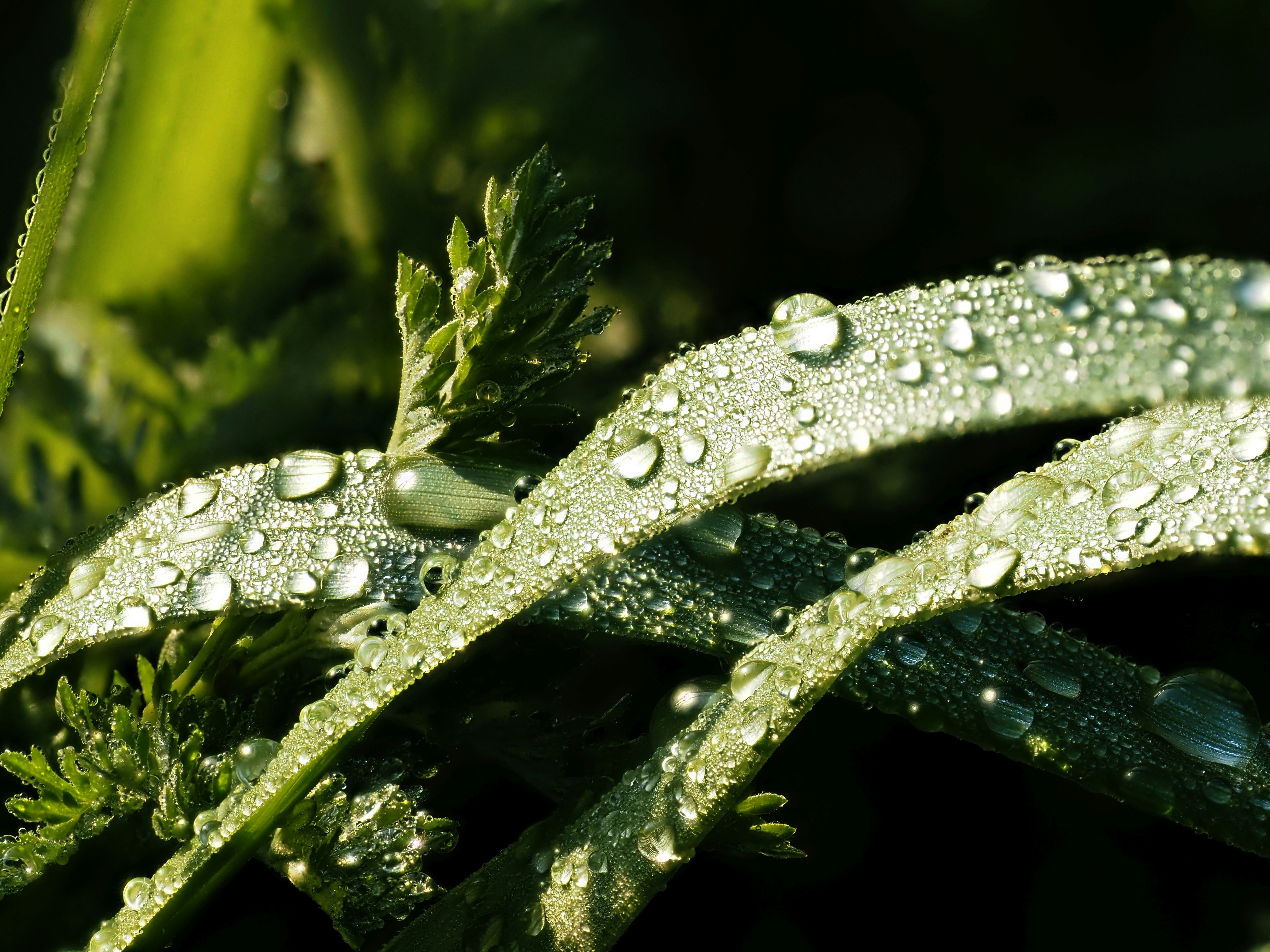 Dew on Tender Green: Close-Up of Plant Blades with Morning Glow