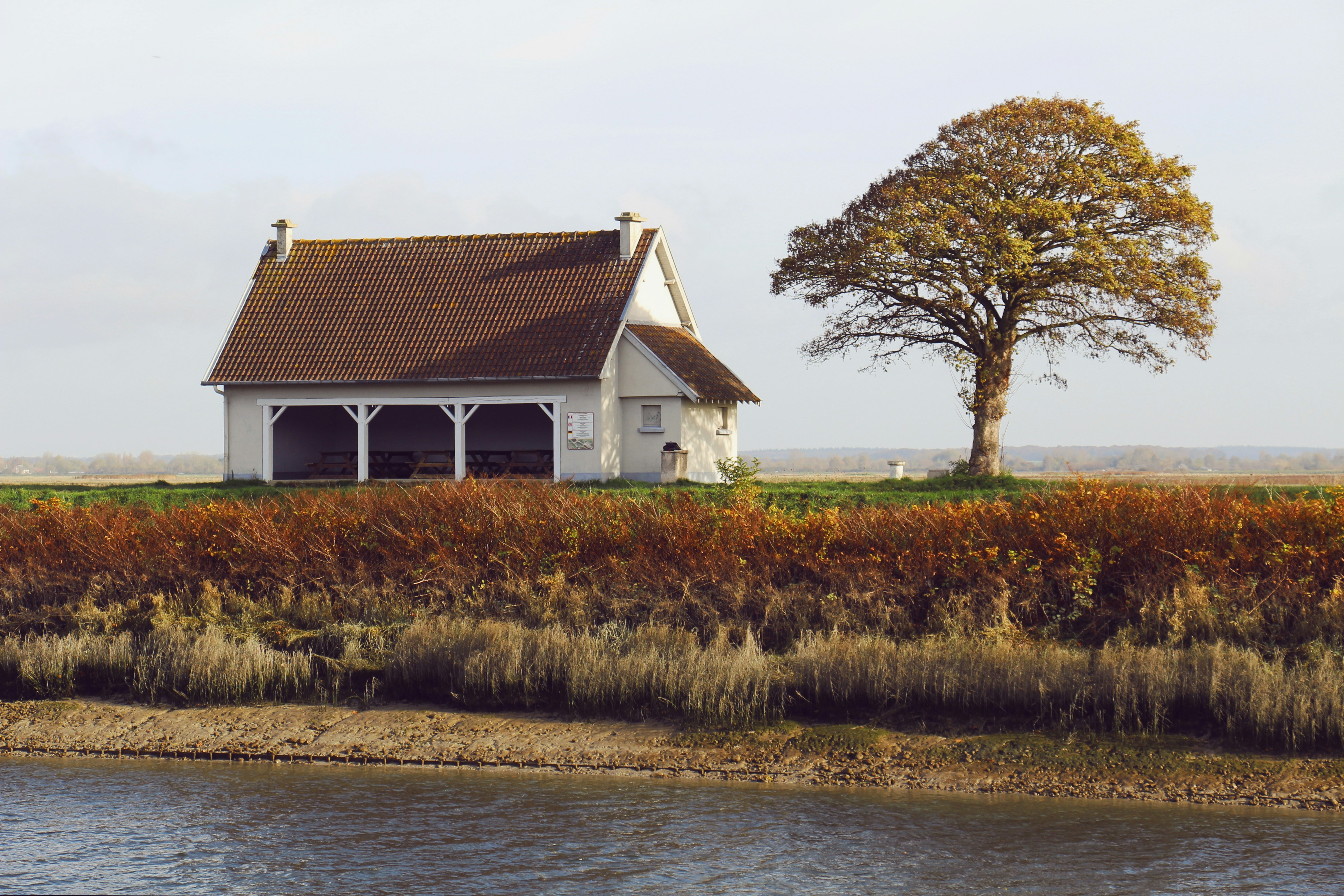 Solitary House by the River and the Lonestar Tree