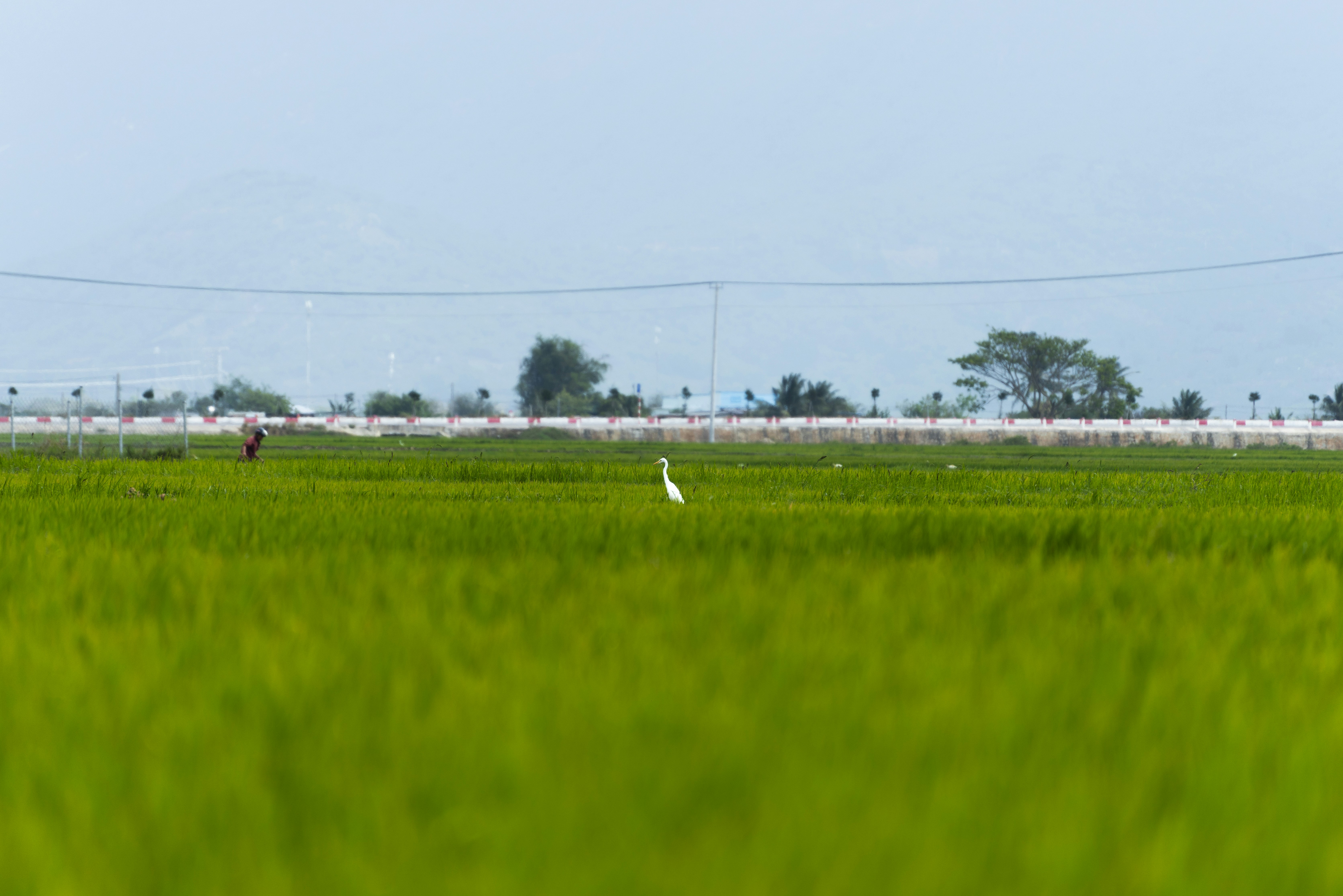 Heron in a Sea of Green: A Quiet Moment Across the Field