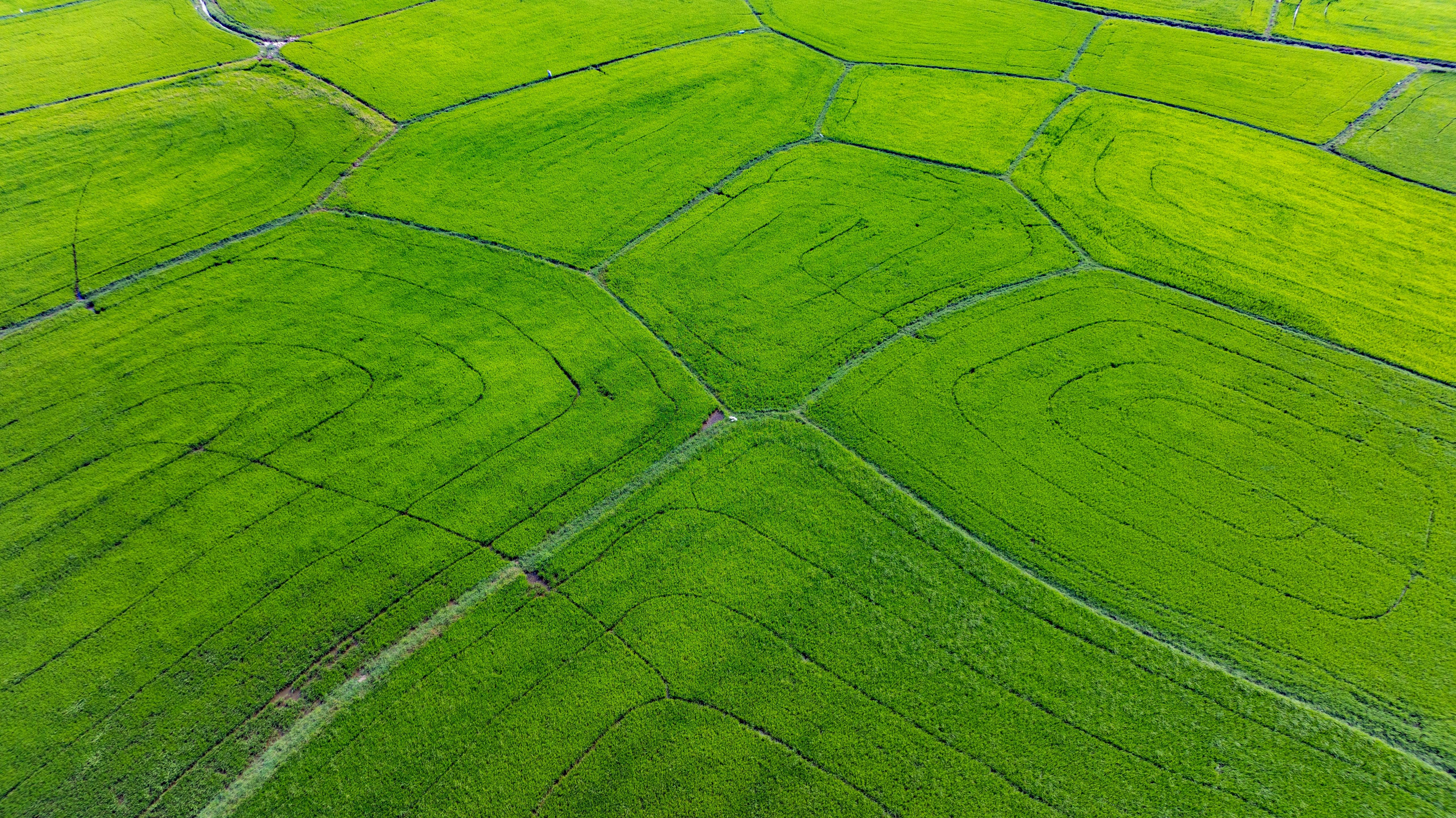 Verdant Patchwork: Aerial Tilework of Terraced Fields