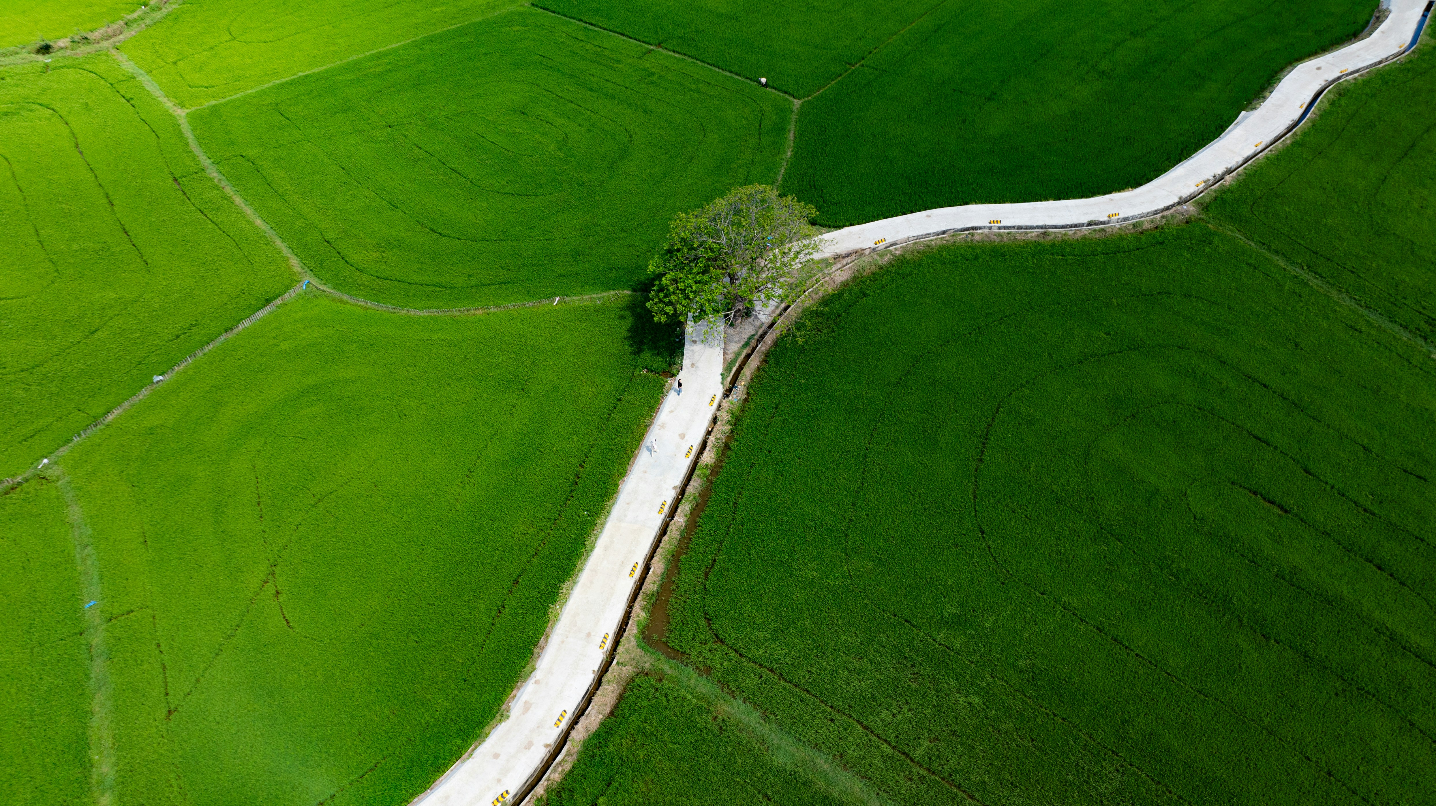 Solitary Tree at the Junction: A Serene Gravel Path Through Green Fields