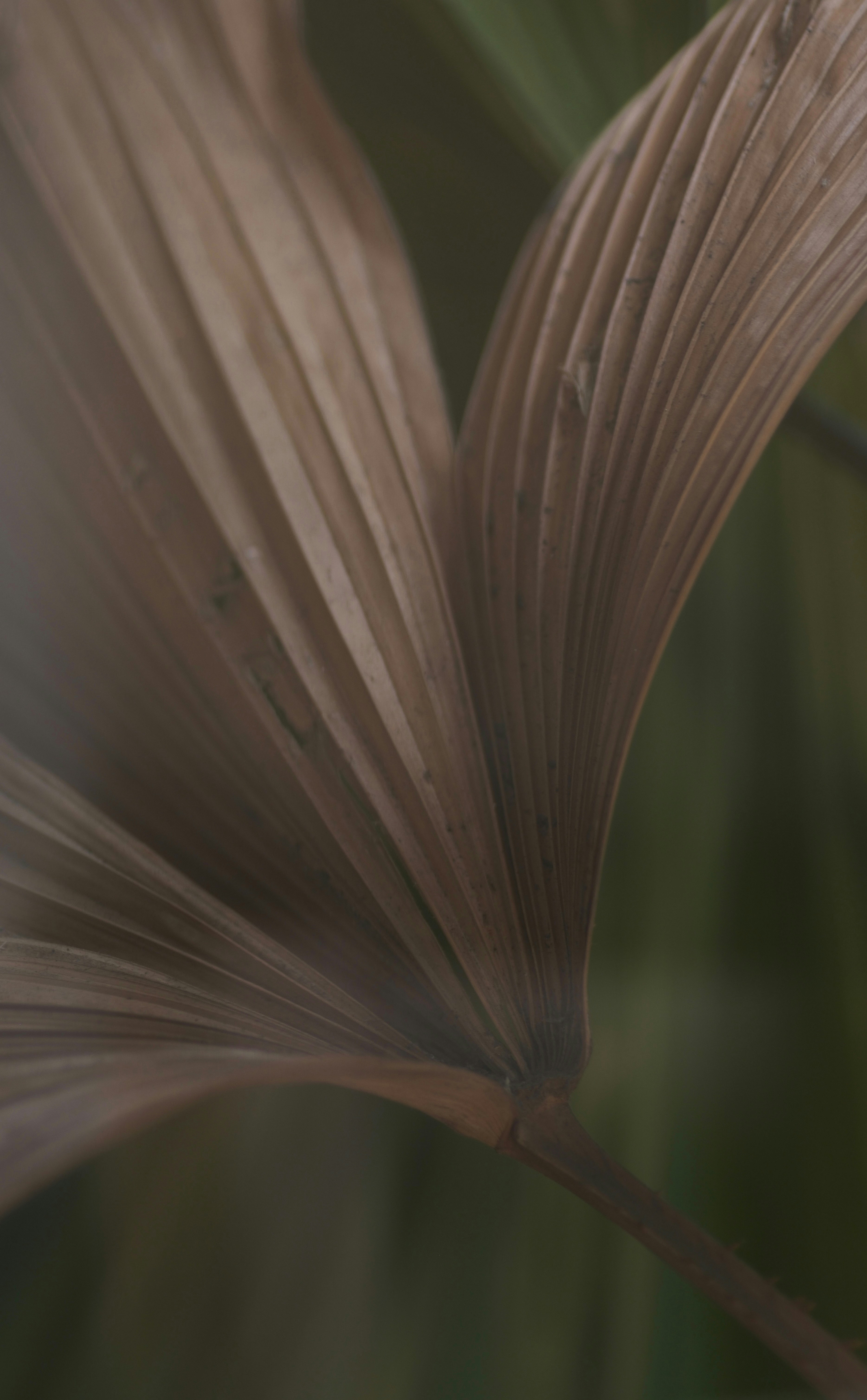 Folded Palm Whisper: a Close-up of Brown Fronds
