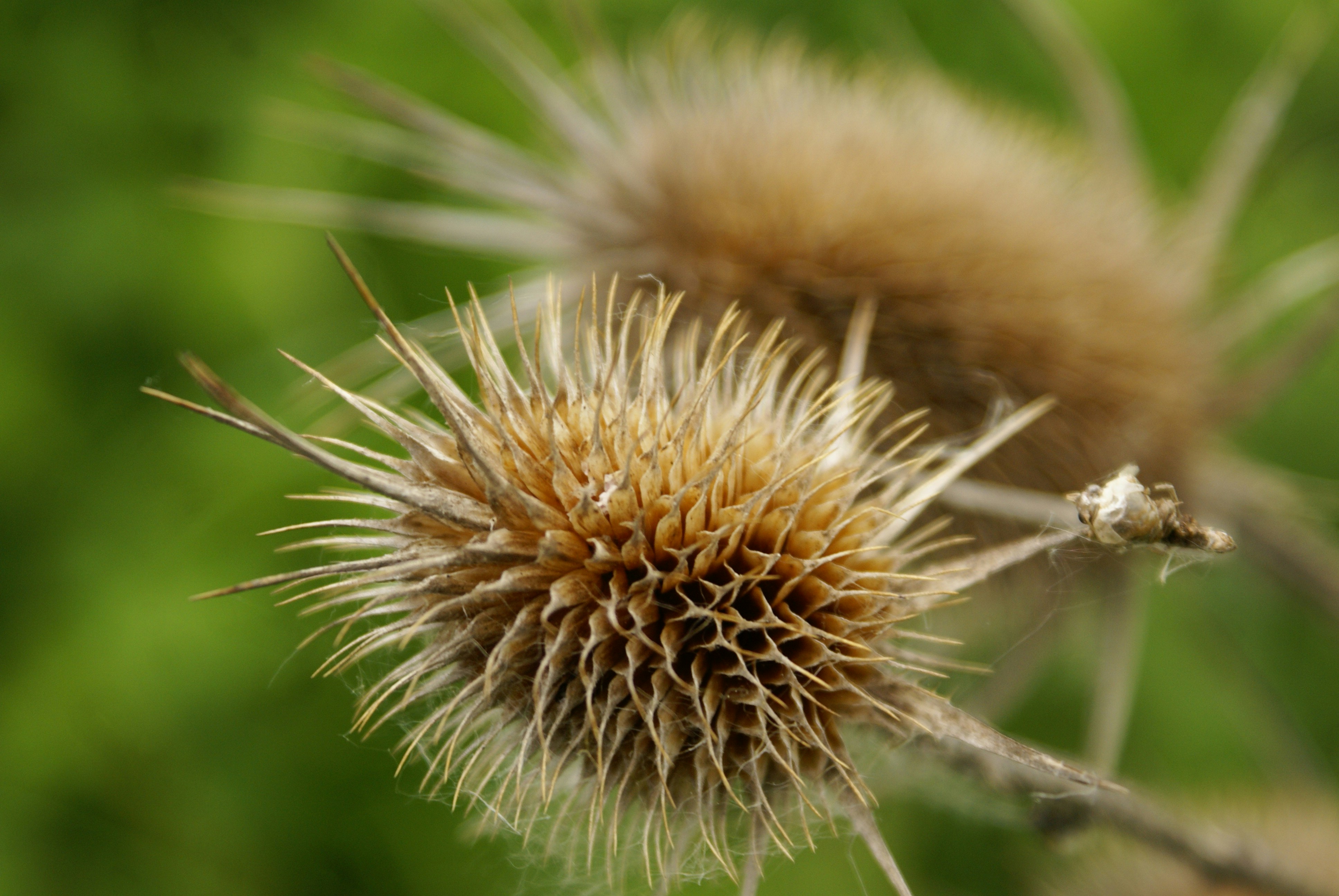 Spiky Dandelion Kernel in Focus