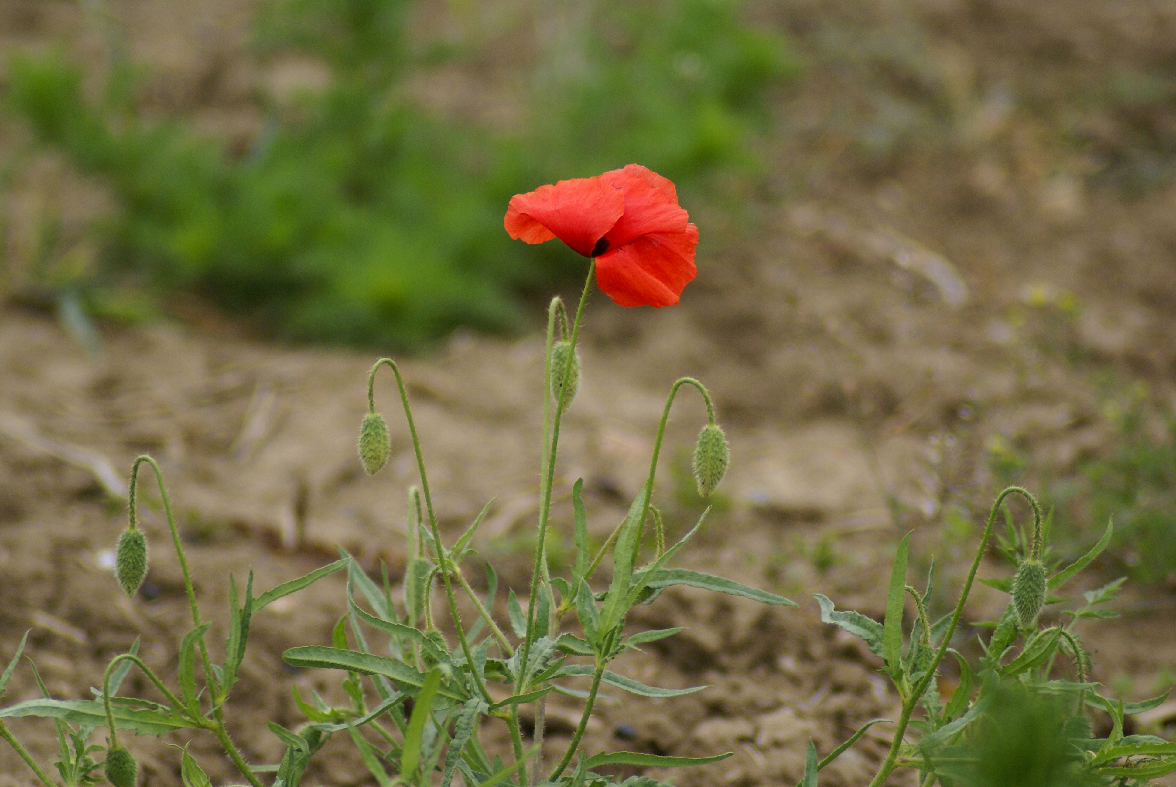 Single Scarlet Poppy Rising Above the Dust