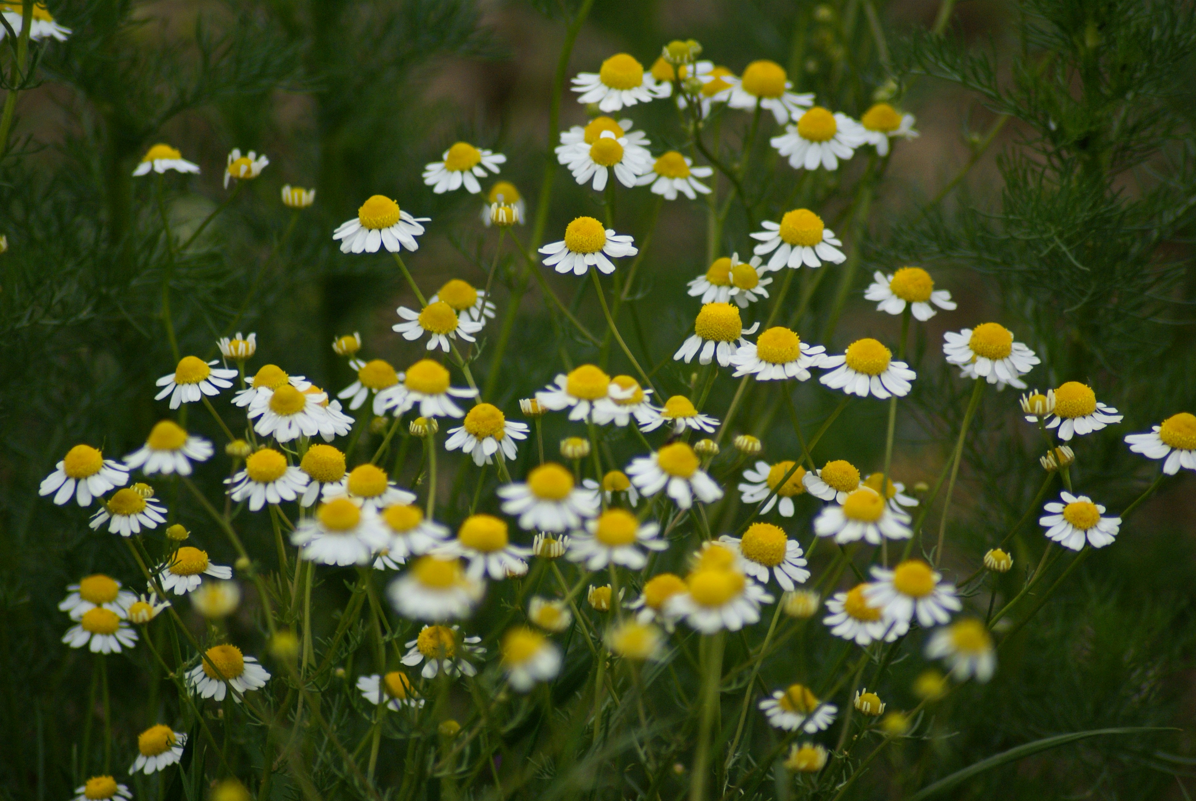 Sunlit Daisy Meadow: A Patchwork of White and Yellow