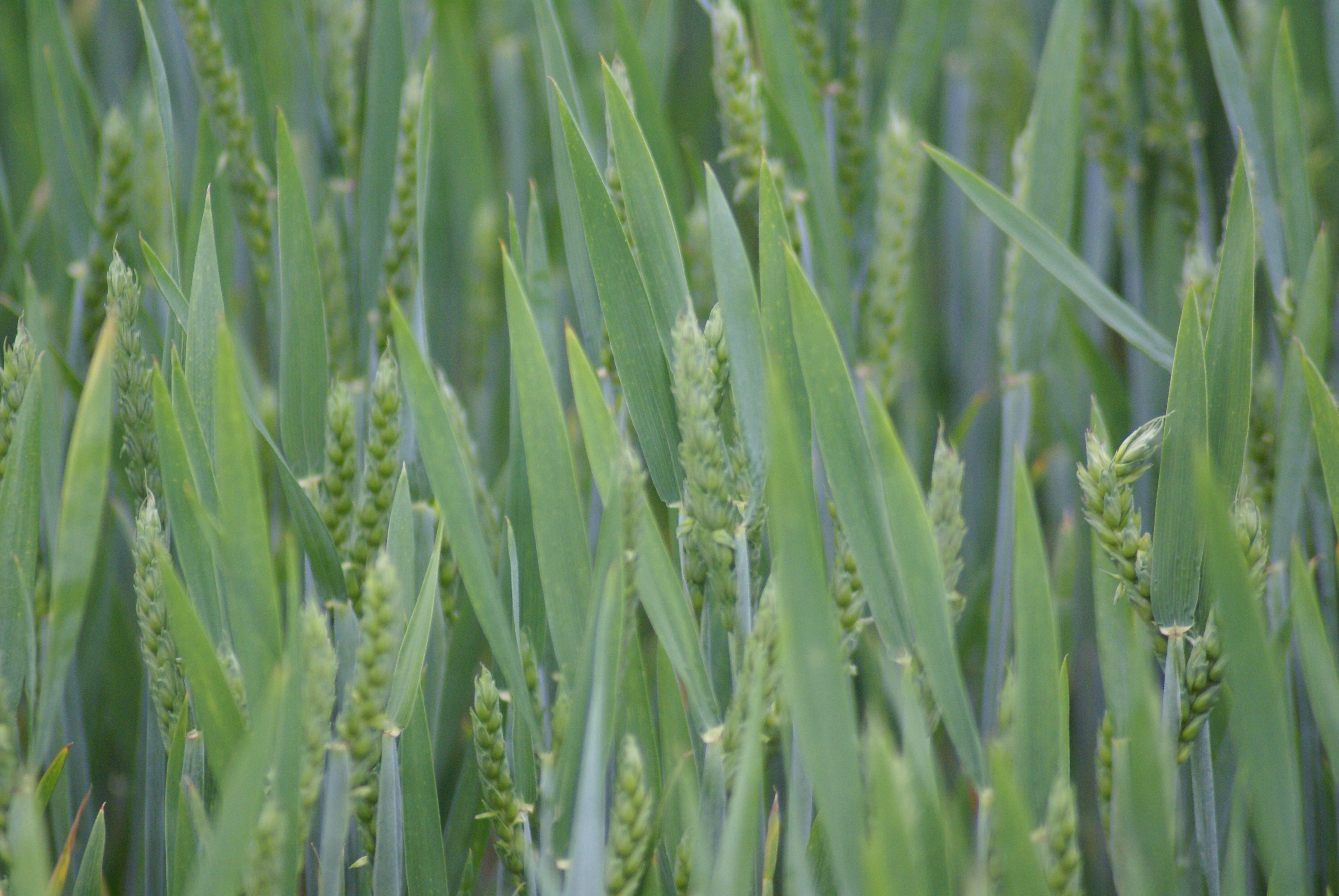 Emerald Forest in Focus: Close-Up of Spiky Grain Heads