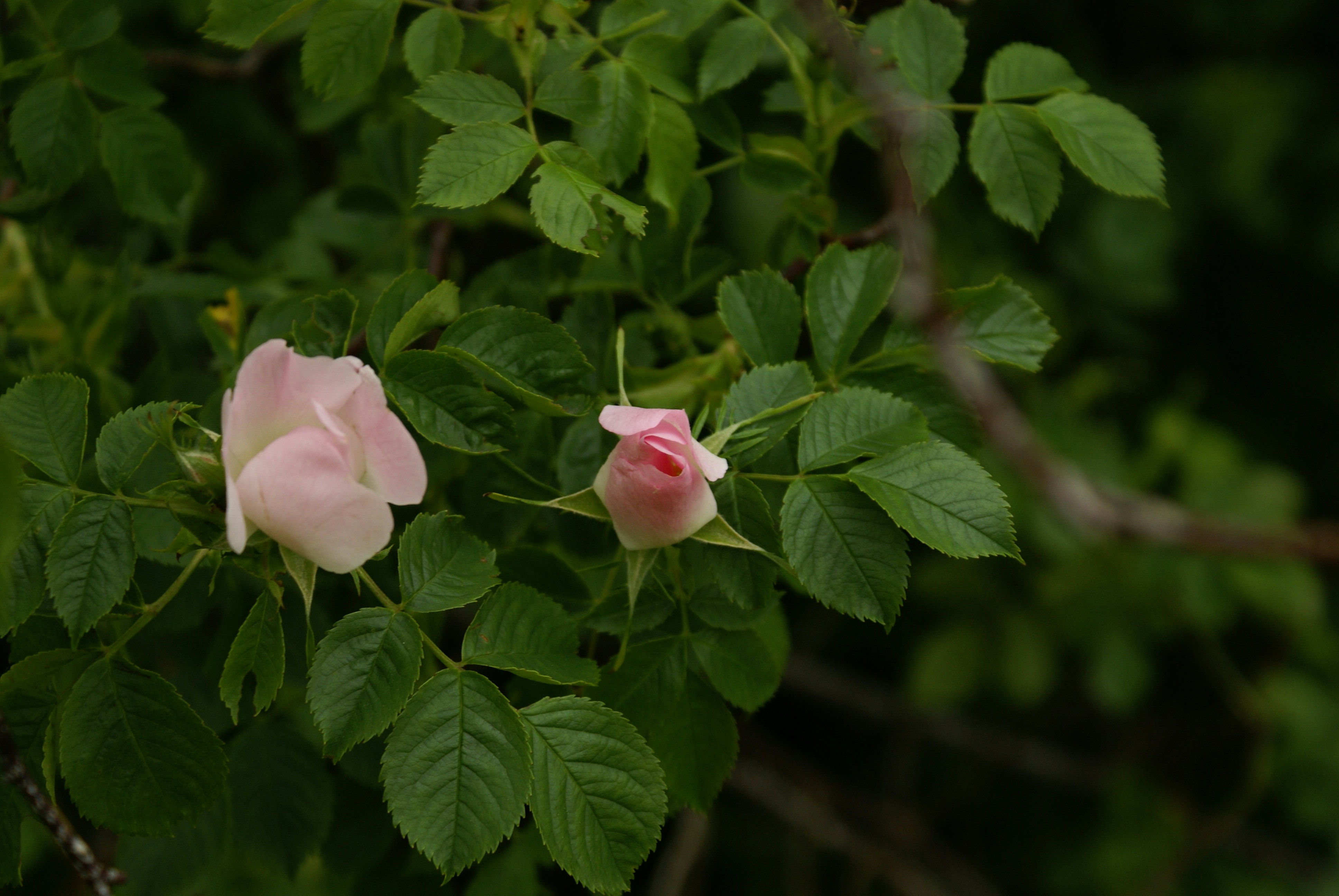 Soft Pink Buds Amid Dark Green Foliage