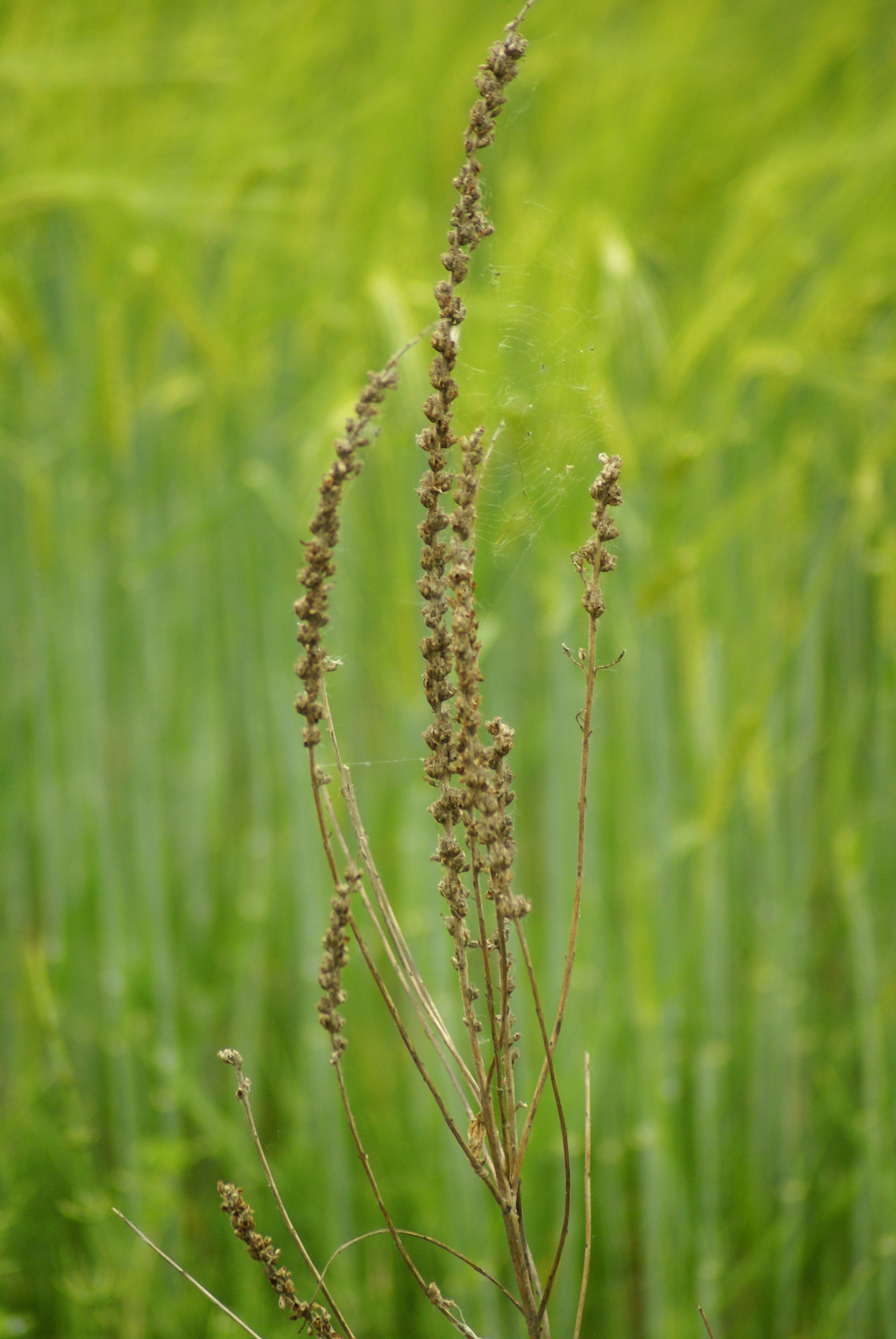 Tall Seed Heads Reaching for Spring Light