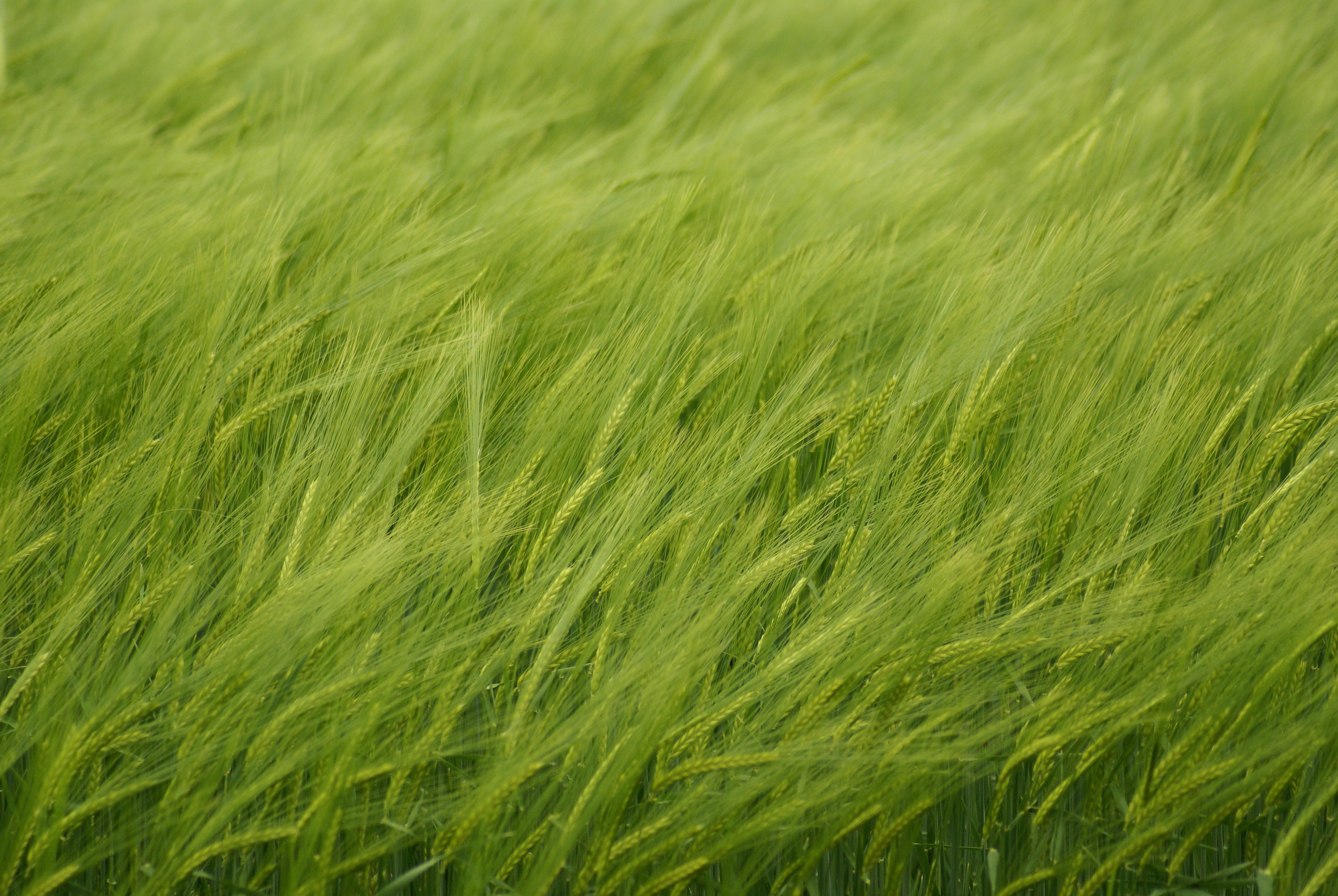 Fields of Whispering Green: Rushing Grass Under Soft Light