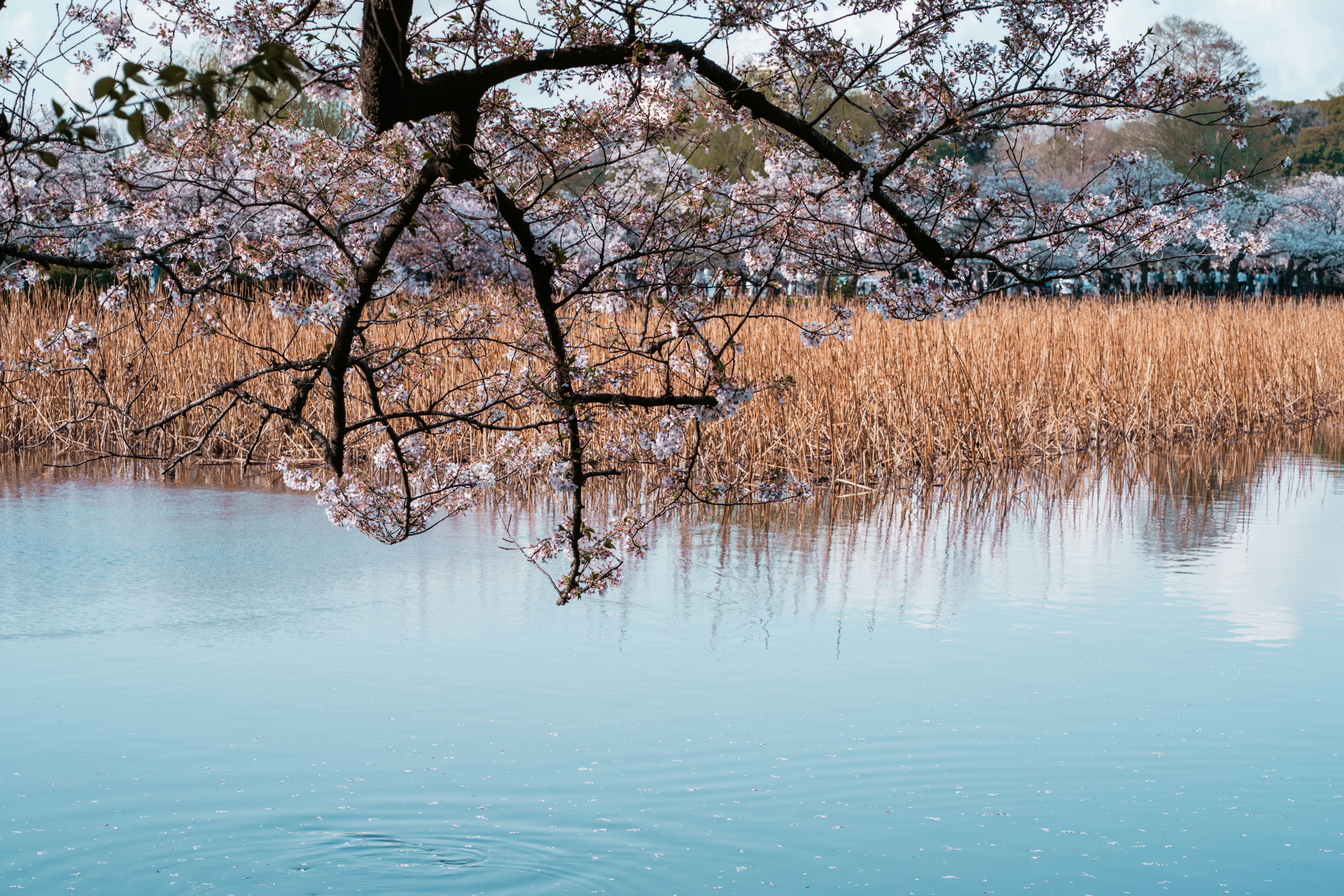 Blossoms over Still Water: A Quiet Bend of Spring
