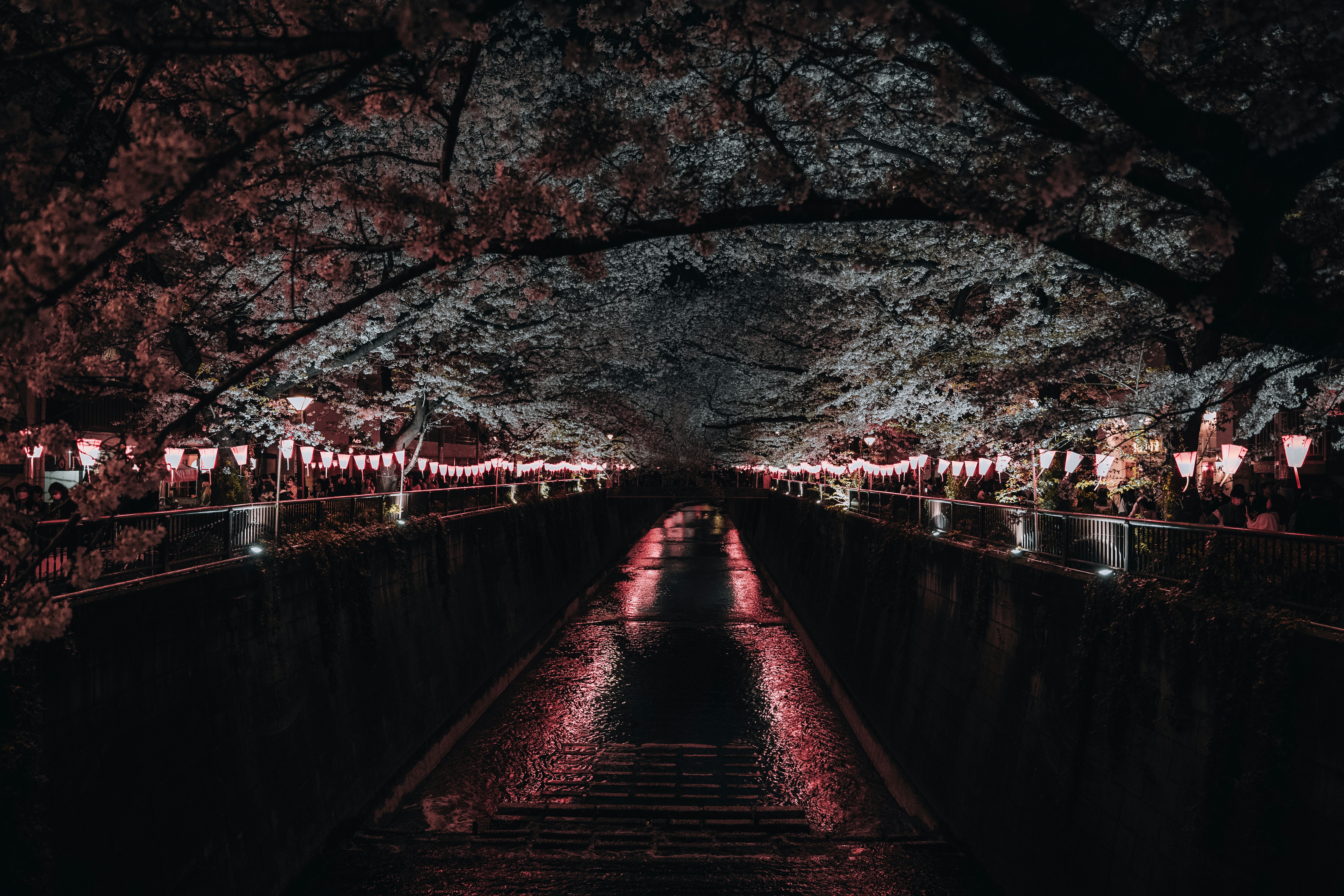 Lantern-lit Canal Dreams Under a Velvet Canopy