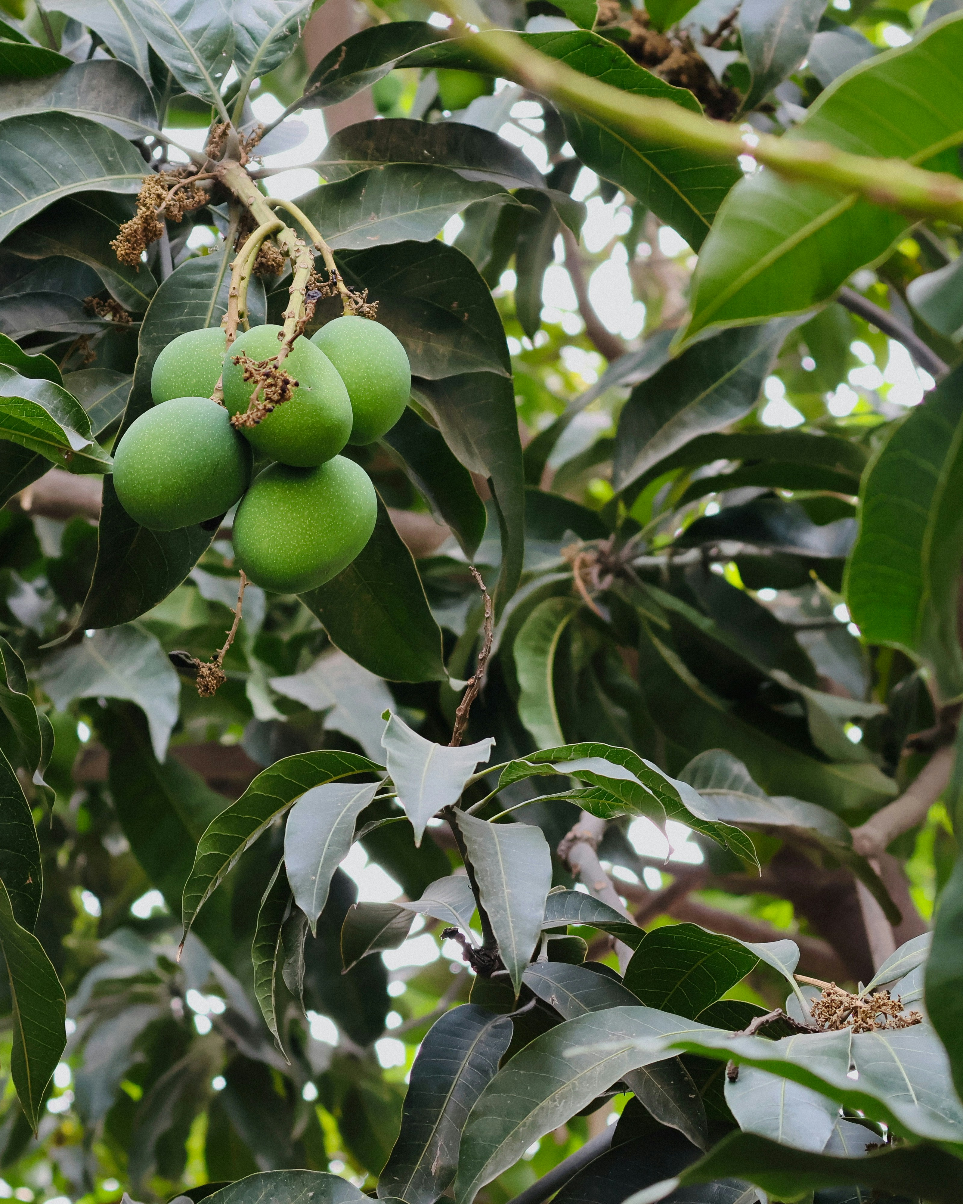 Green Mango Cluster Beneath Glossy Canopy