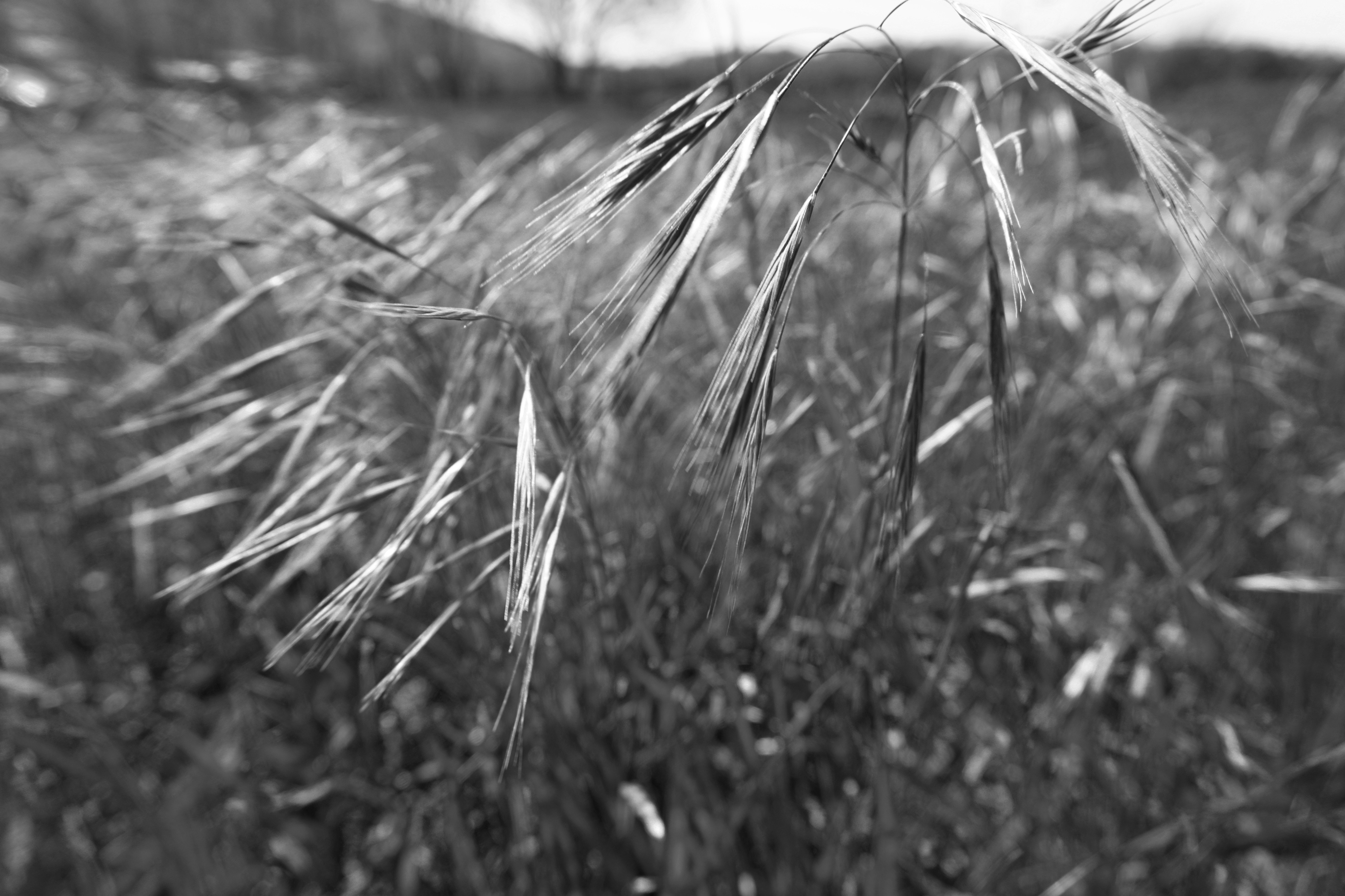 Close-up of tall grass in monochrome with wind-swept seed heads