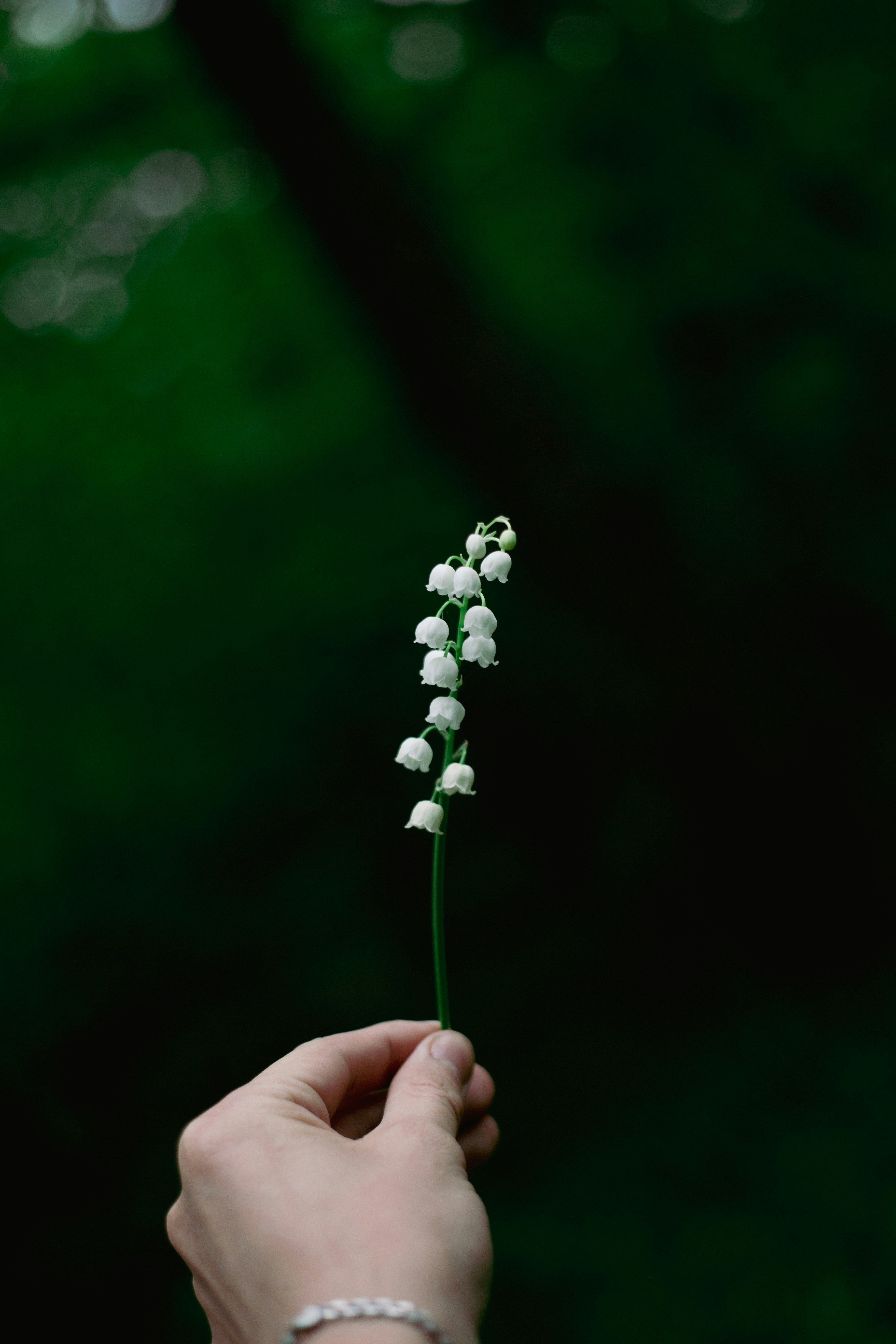 A Delicate Lily of the Valley Spear Grasped in a Gentle Hold