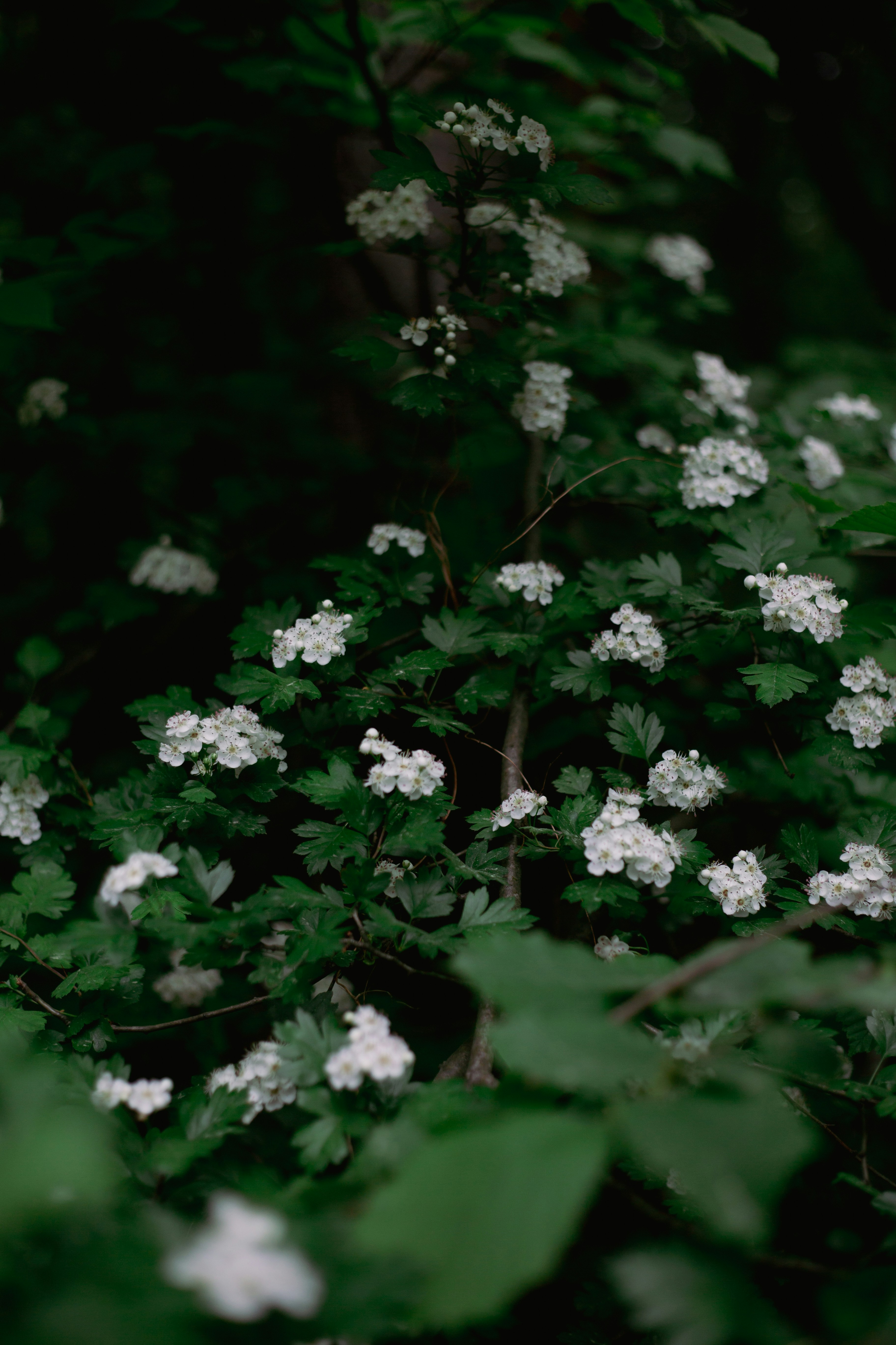 Moonlit Cluster: Quiet White Blooms in Deep Green Shade