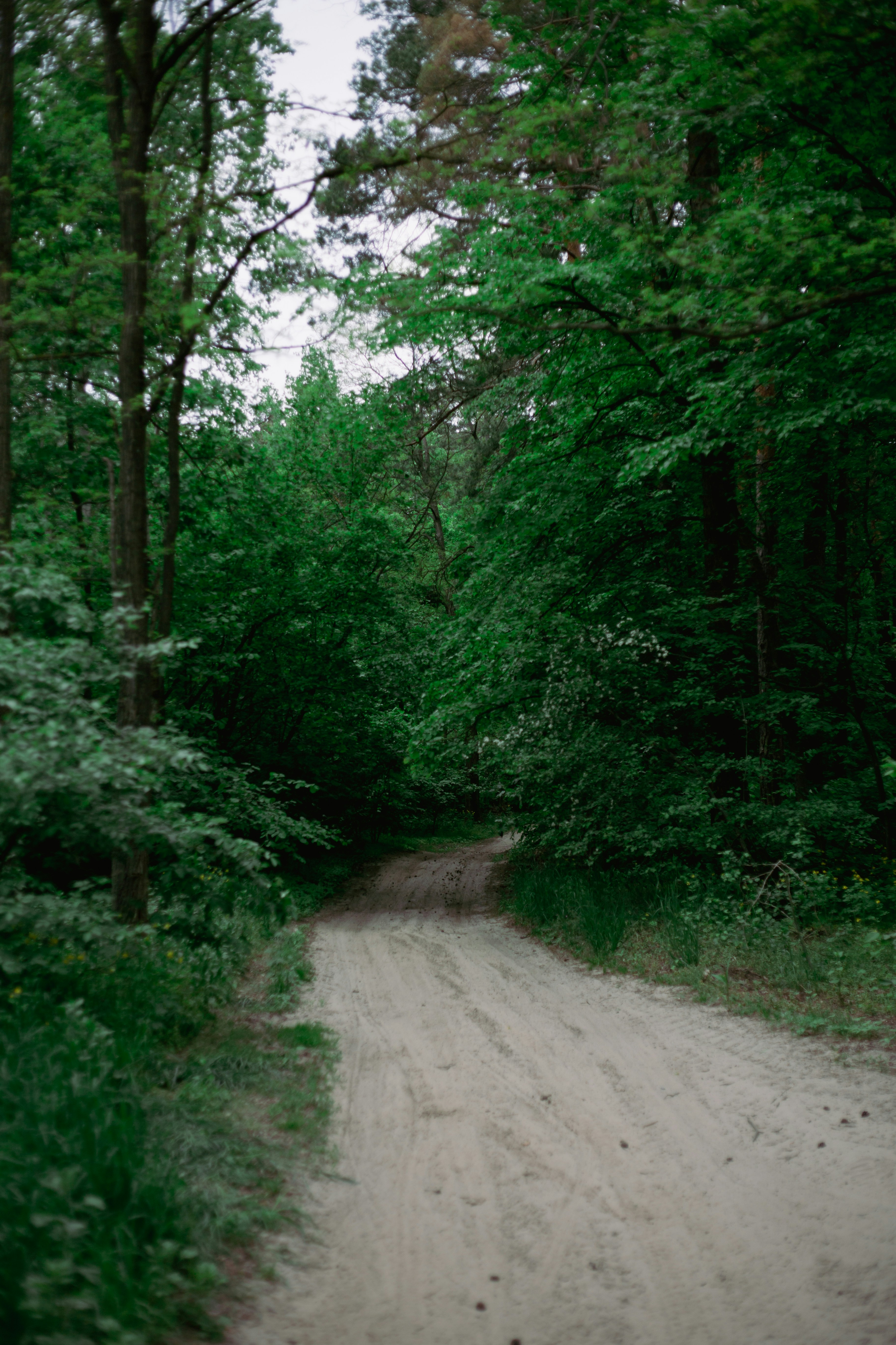 Dusty Forest Road Leading Toward Hidden Quiet