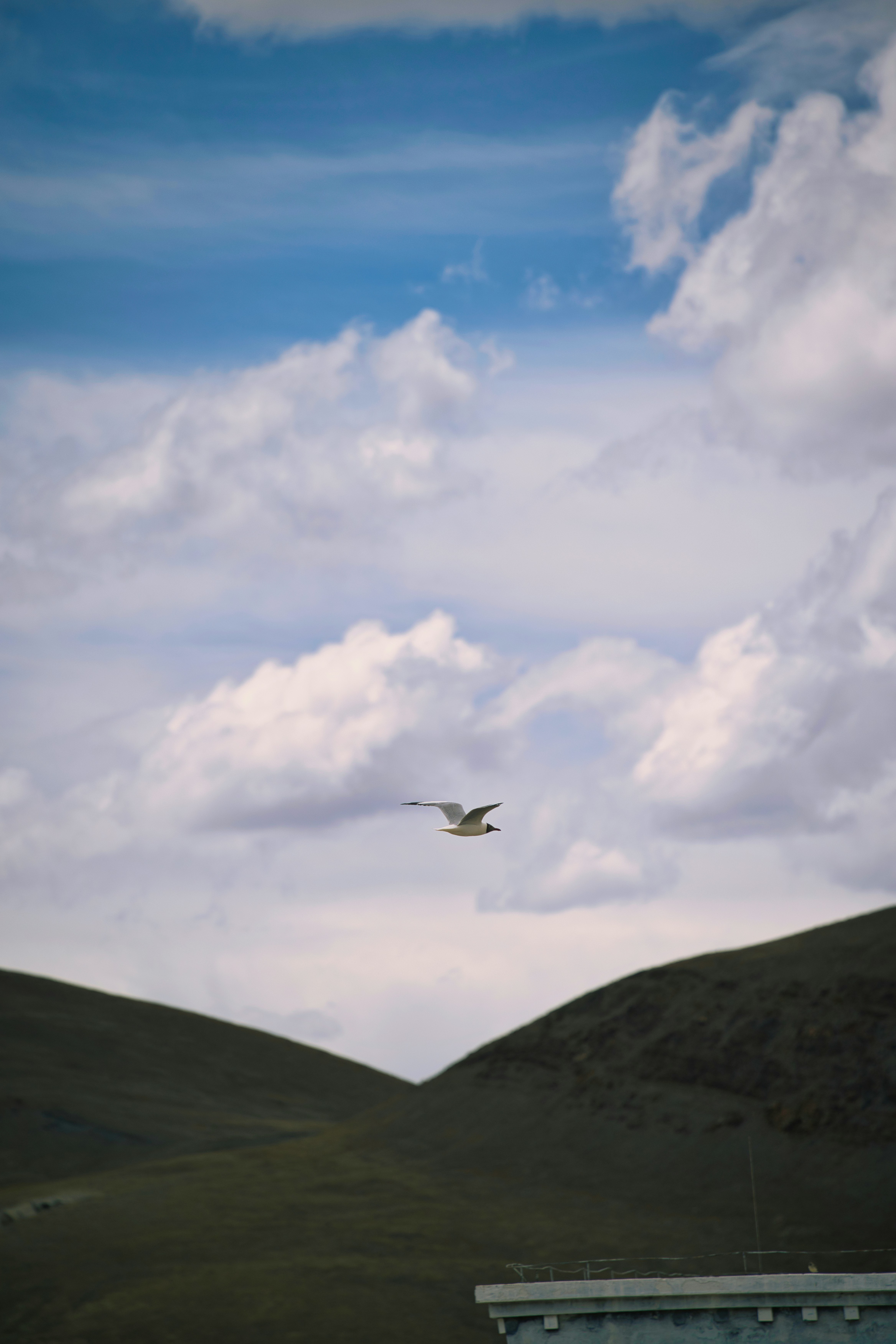 Winged Silhouette Over Quiet Valley Ridge