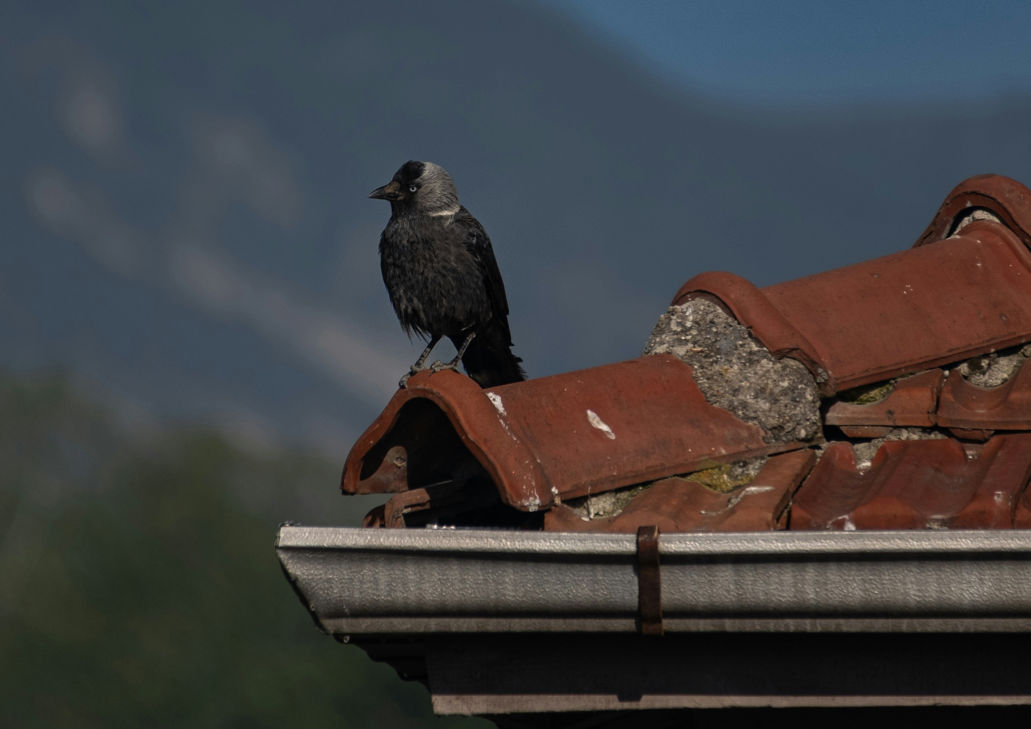 Raven Sentinel on Terracotta Tiles